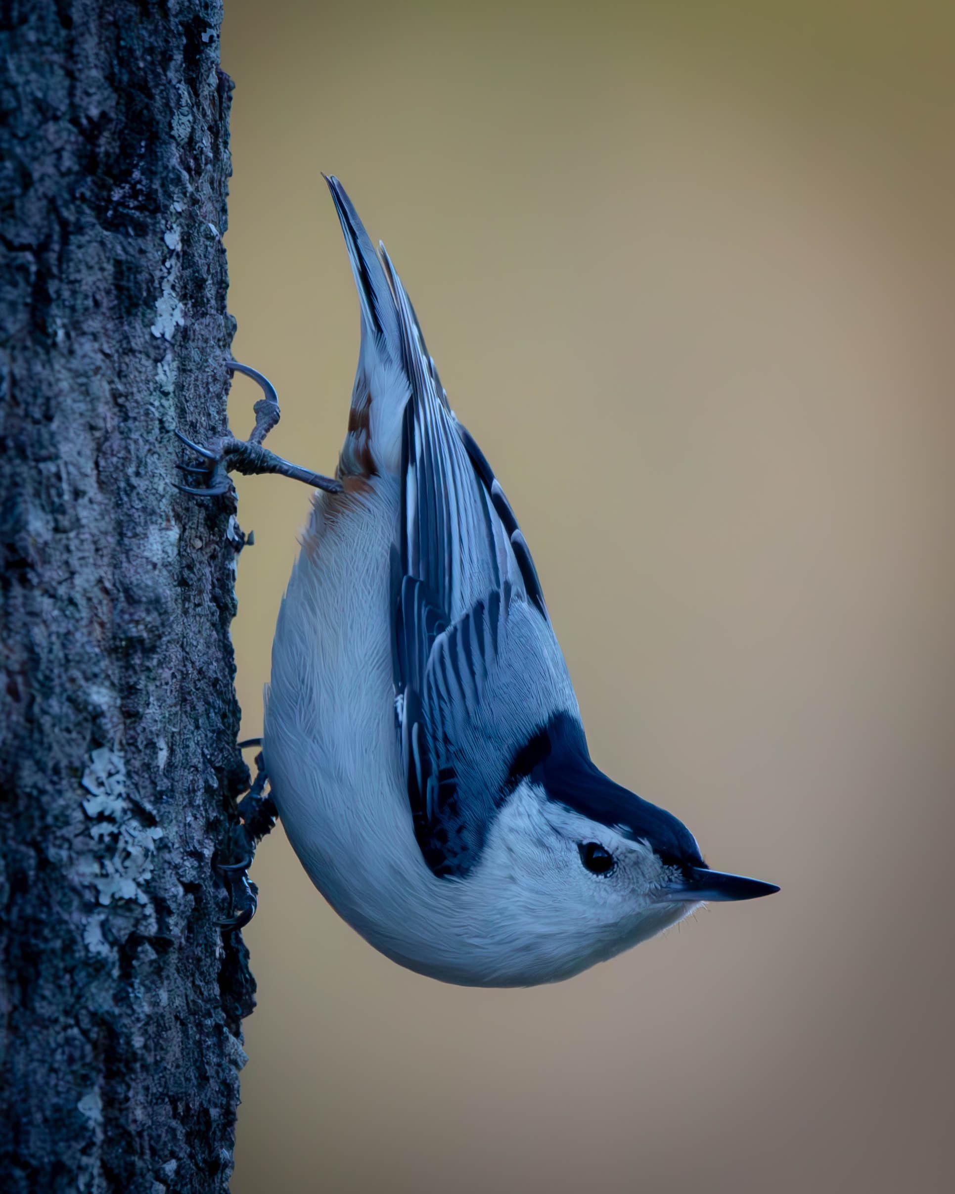 White breasted nuthatch striking a pose | Scrolller