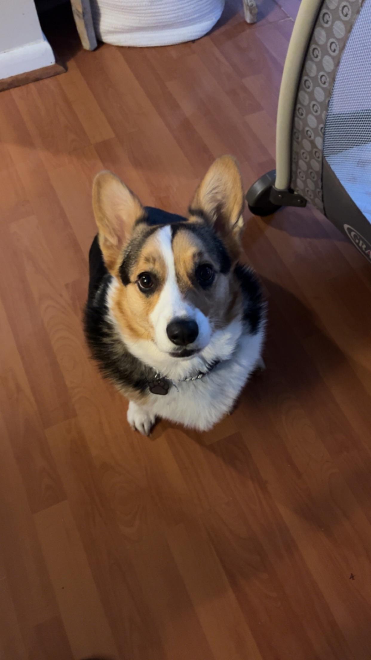 Does anyone else’s corgi have eyebrows? | Scrolller