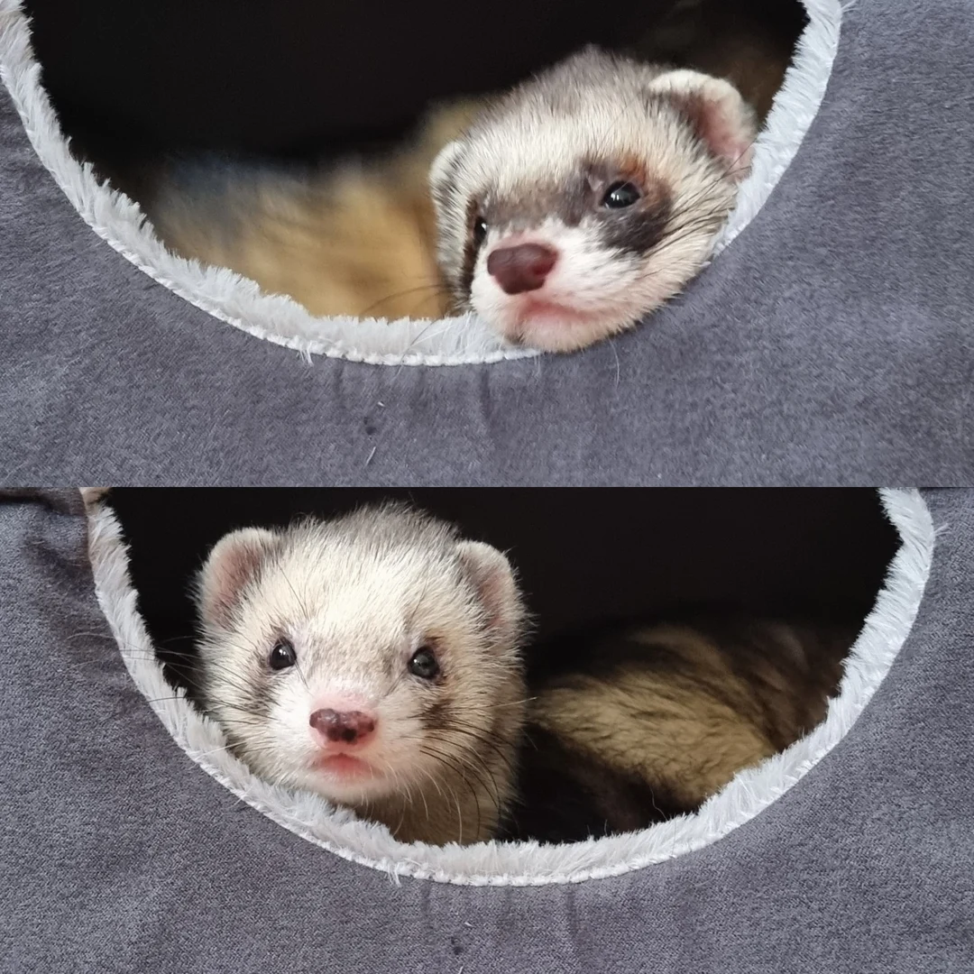 Dobby and Remy modelling their new snug! | Scrolller