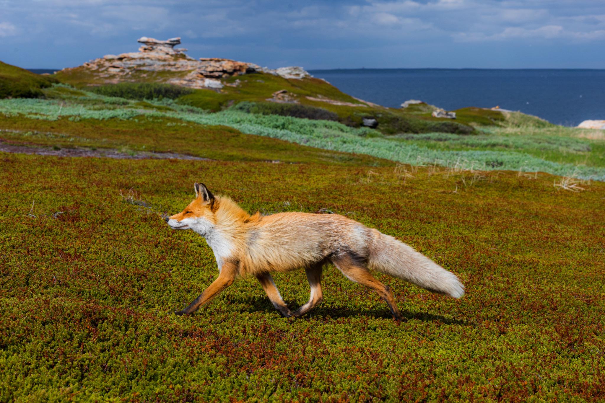 in an open field | Scrolller