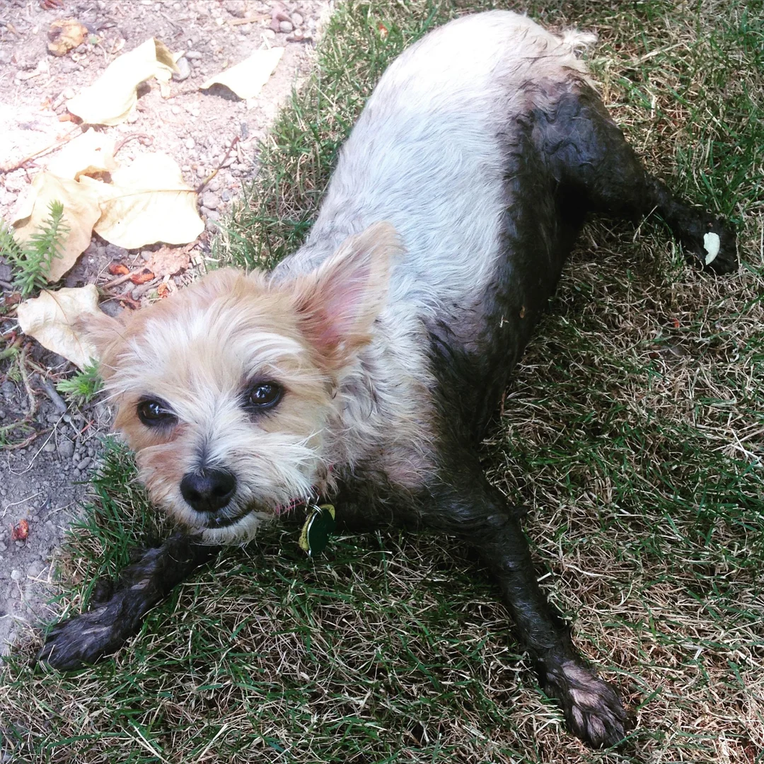 She got stuck in the mud | Scrolller