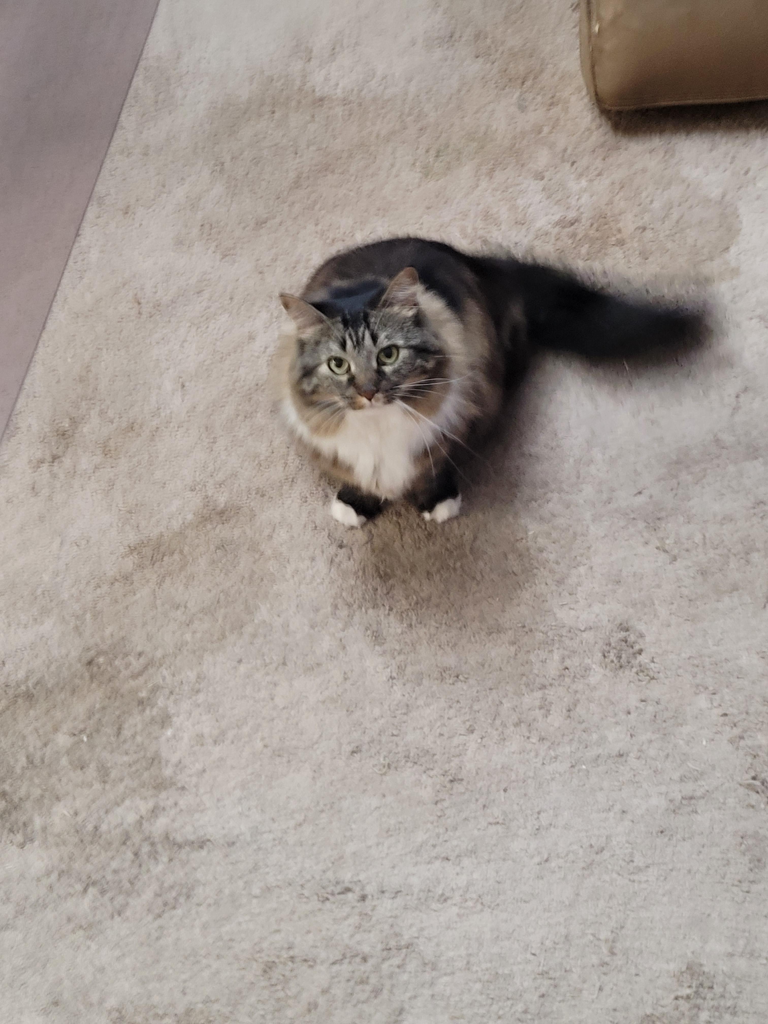 Meet Bean | Scrolller