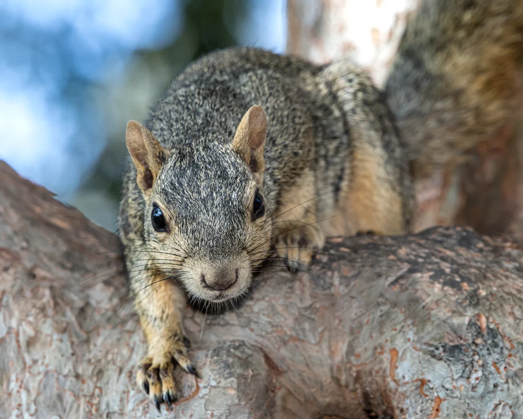 Squirrel | Scrolller