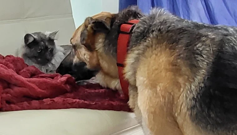 Mochi giving Hunter, our German Shepherd, the stink eye | Scrolller