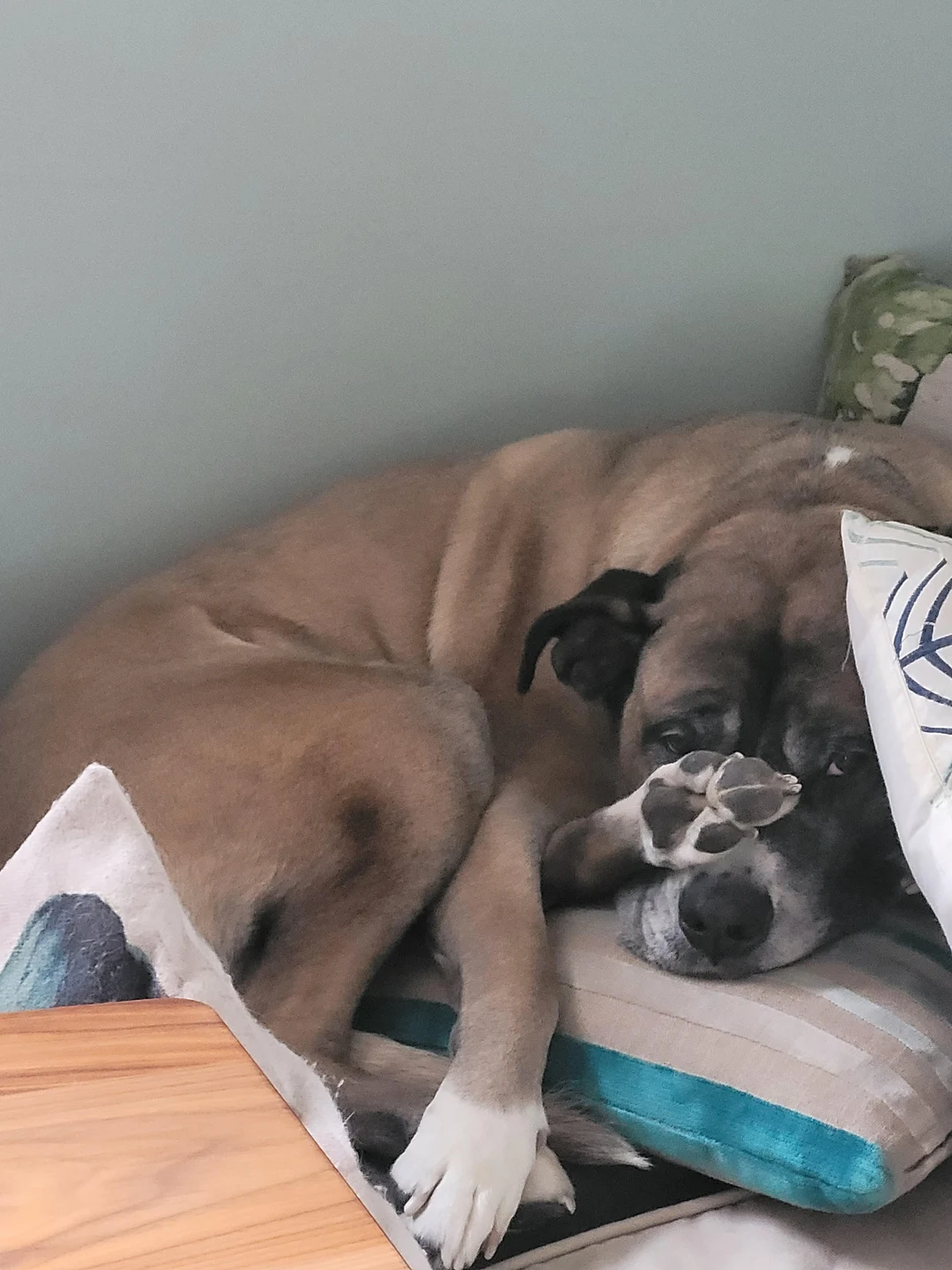 Moose that doesn't look very comfortable | Scrolller