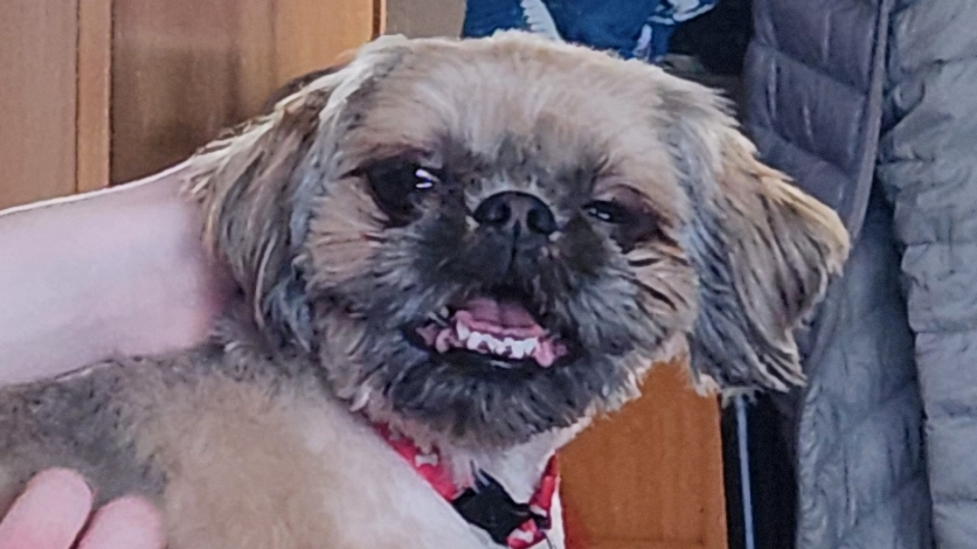 See you at rainbow bridge | Scrolller