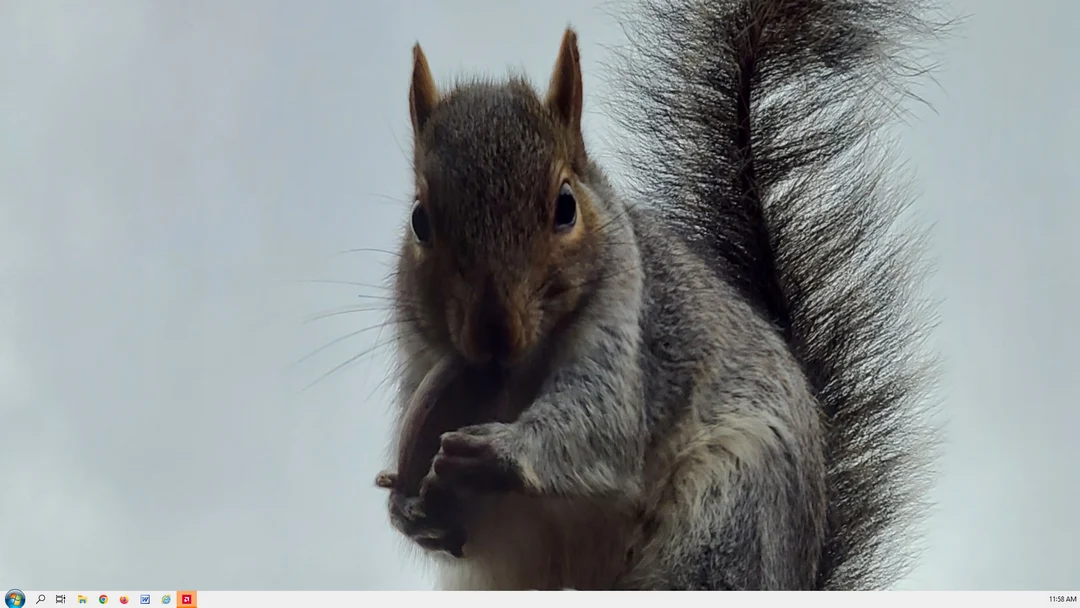 Discover more like Squirrels: Ozzy Watching From Squirrel Heaven........Miss You Little Man and ...