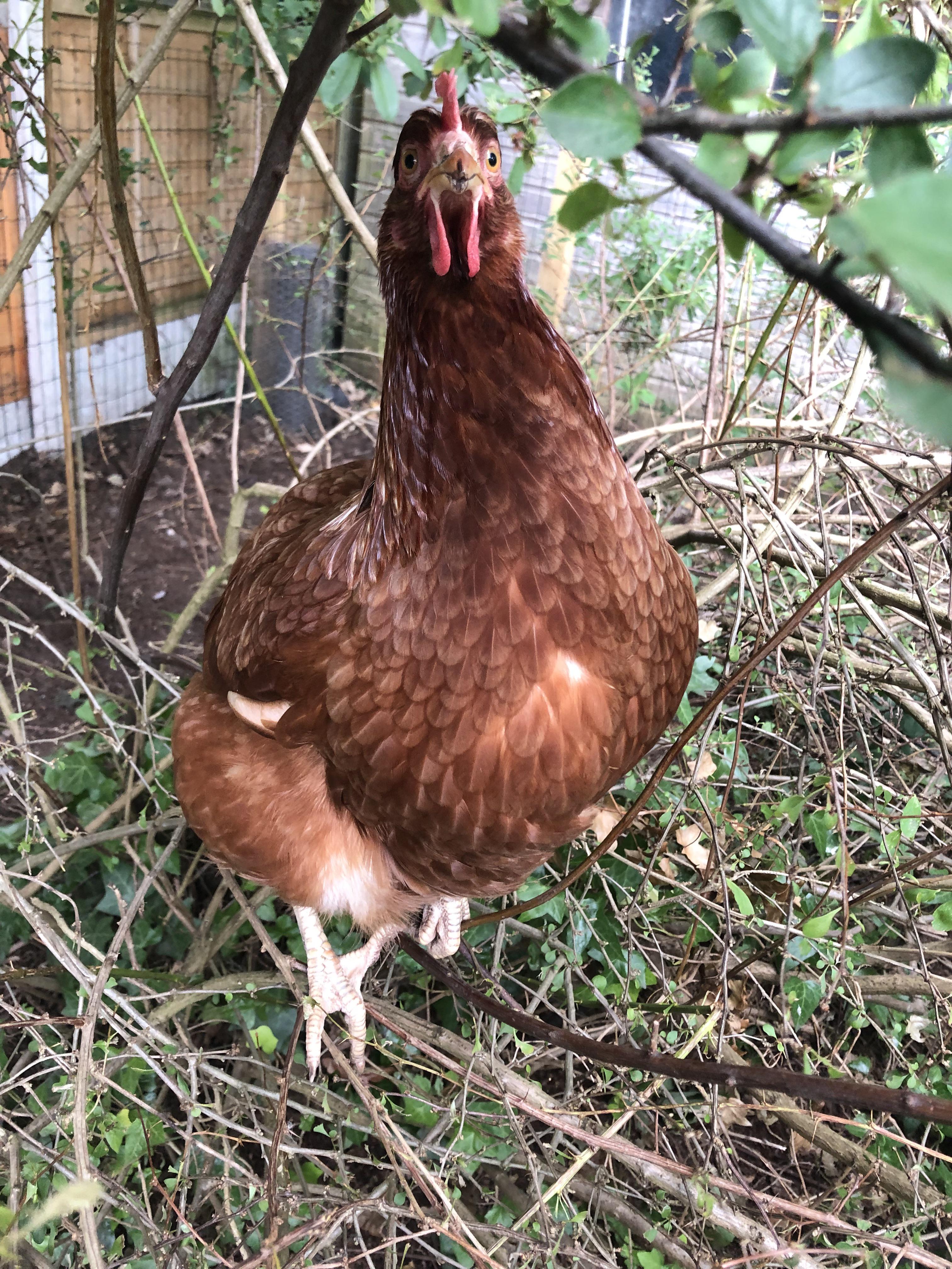 Chicken (OC) | Scrolller