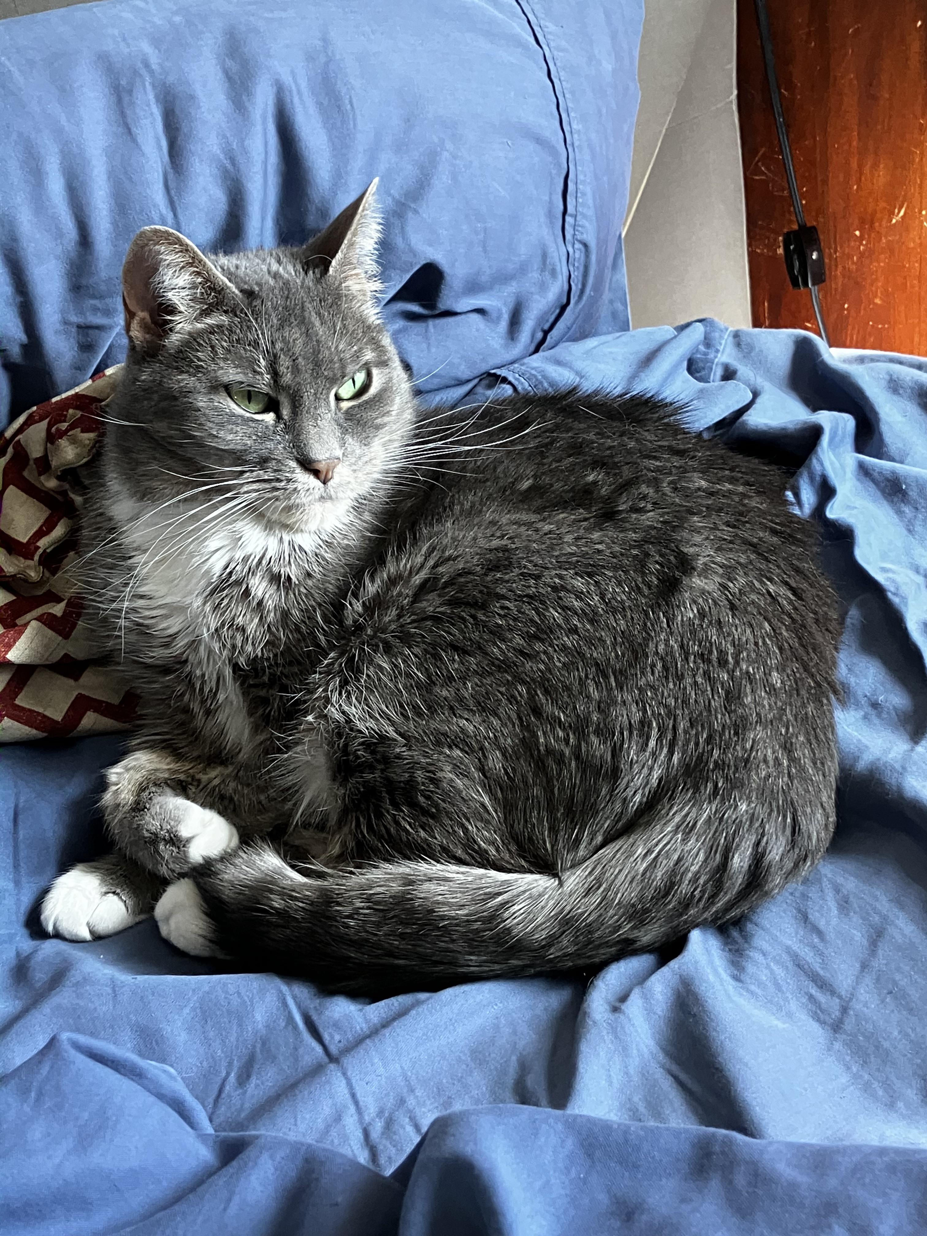 This is Cleo | Scrolller