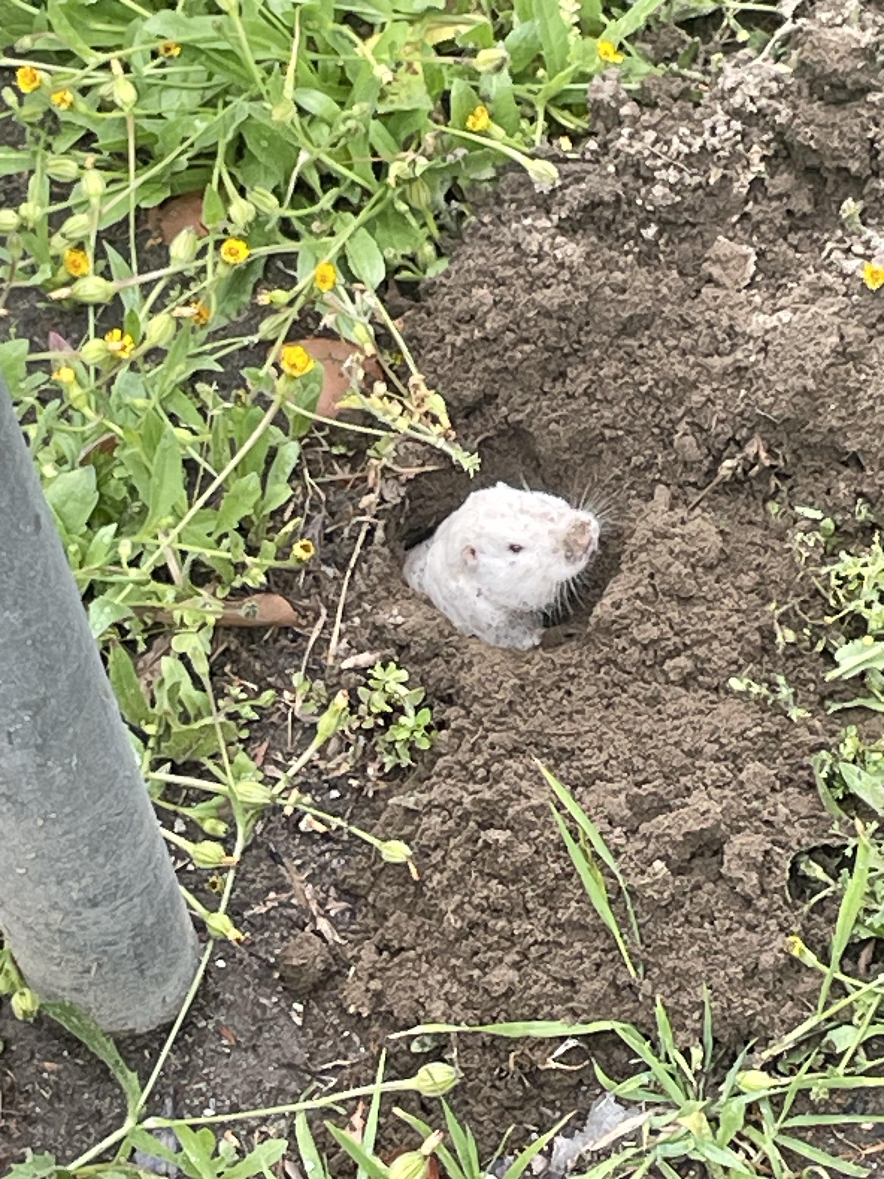 An albino gopher | Scrolller