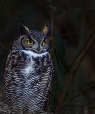Great Horned Owl. | Scrolller
