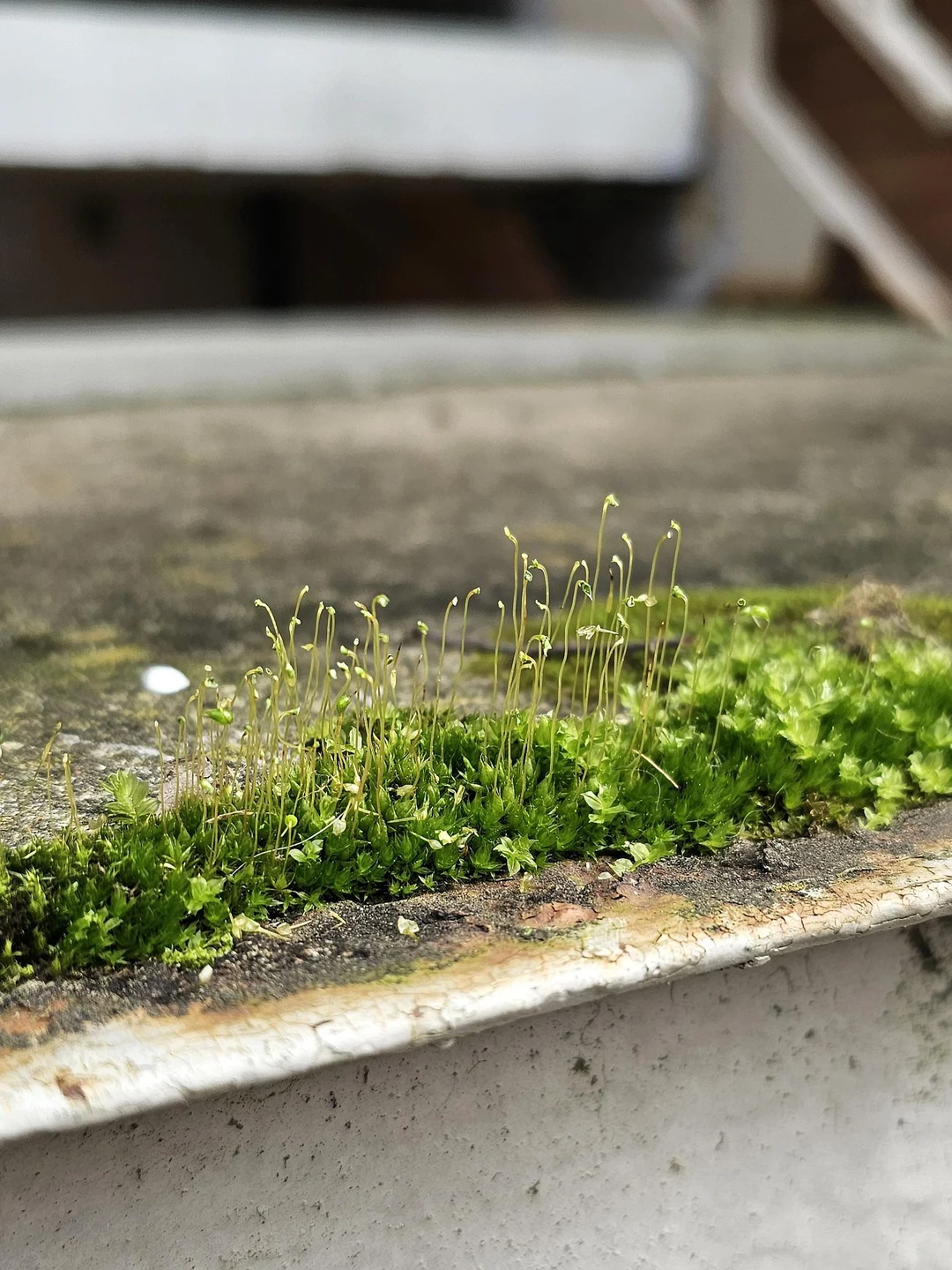 Tiny forest | Scrolller