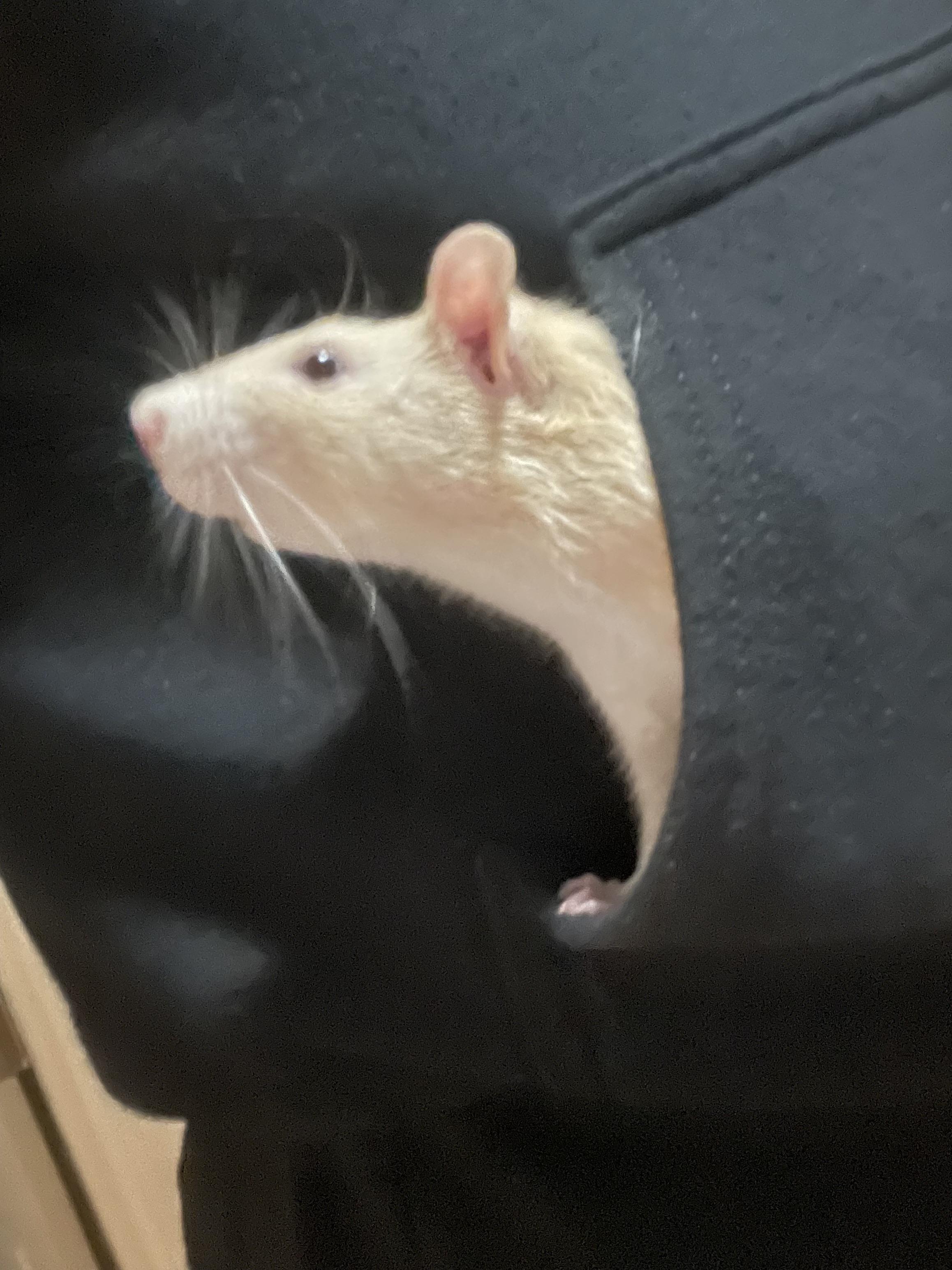 Discover more like RATS: Oh, hello. and Related Content | Scrolller