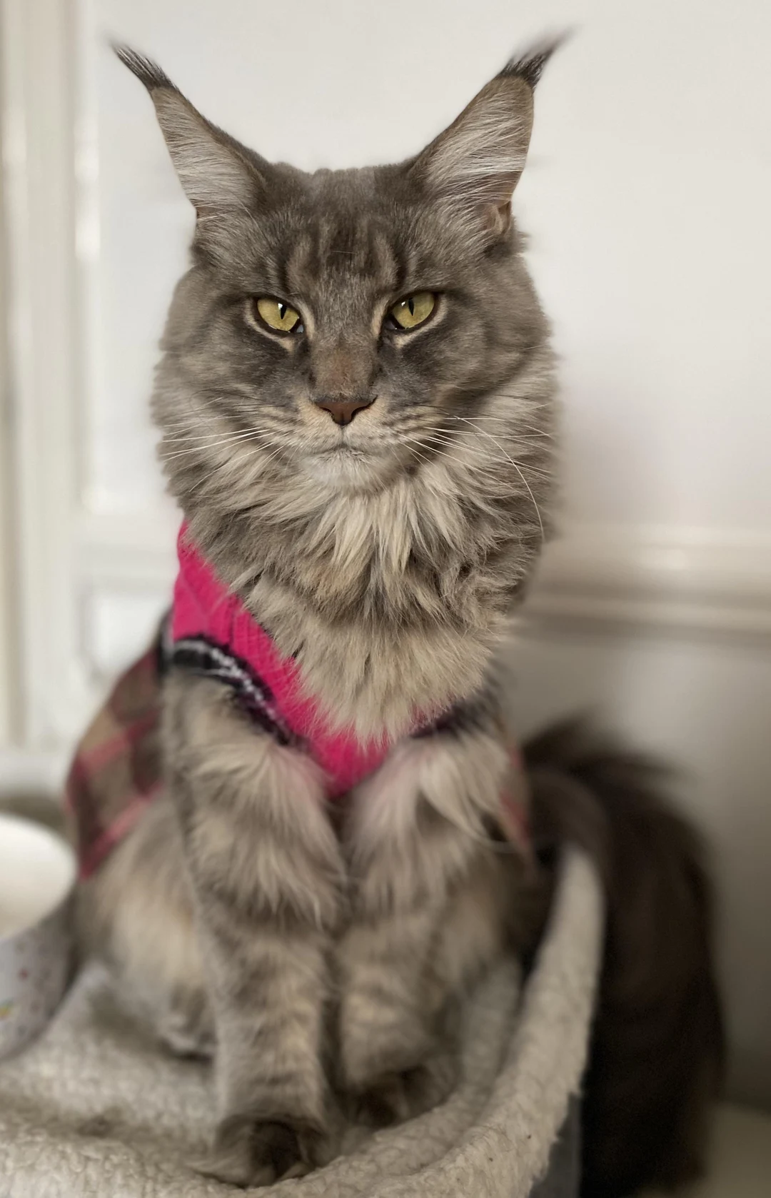 Lyra, she loves to pose for the camera 📸💖 in her pretty dress!👗 | Scrolller