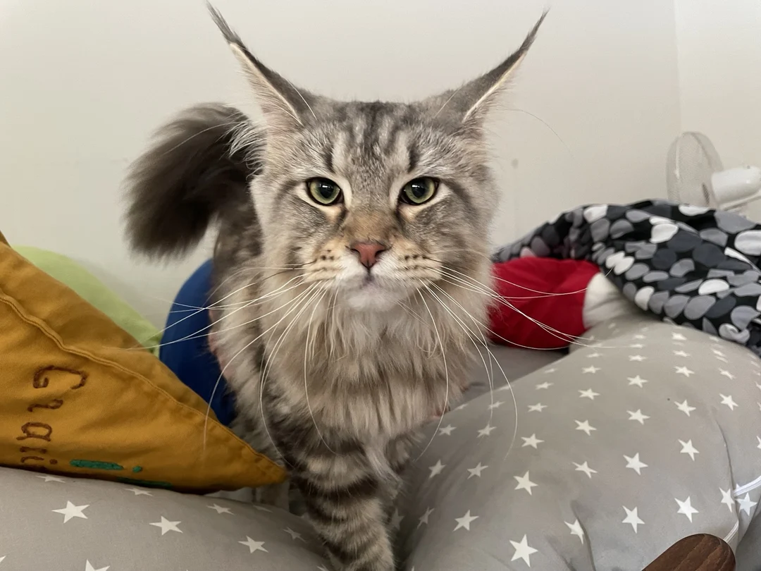 The regal Simba after a nap on my bed | Scrolller