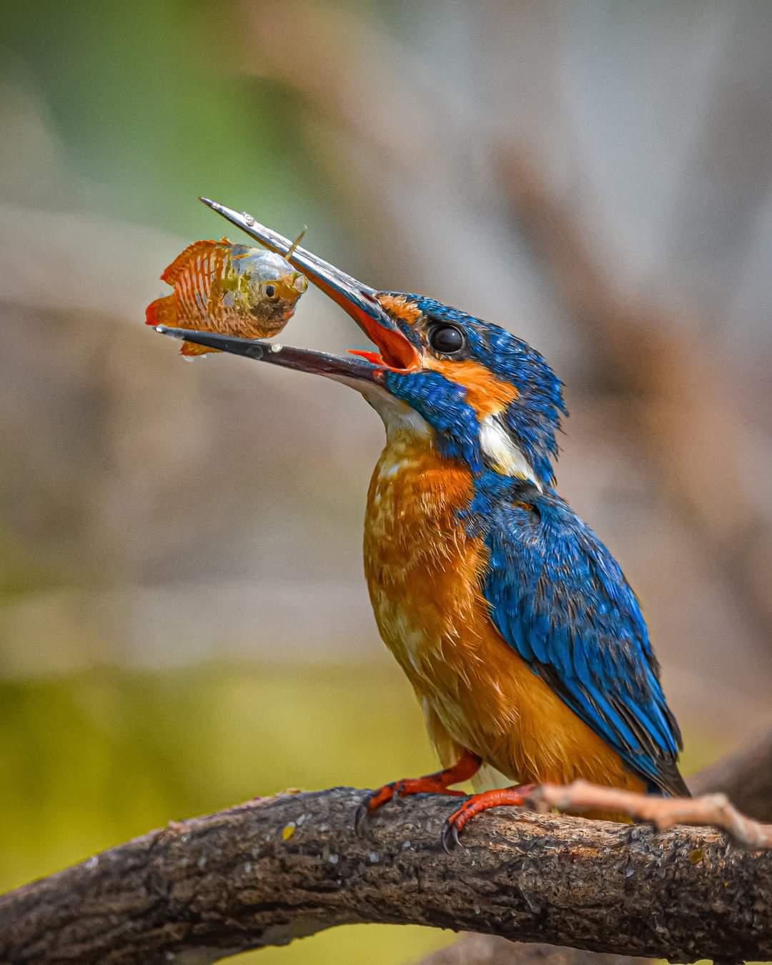 Common kingfisher with kill | Scrolller