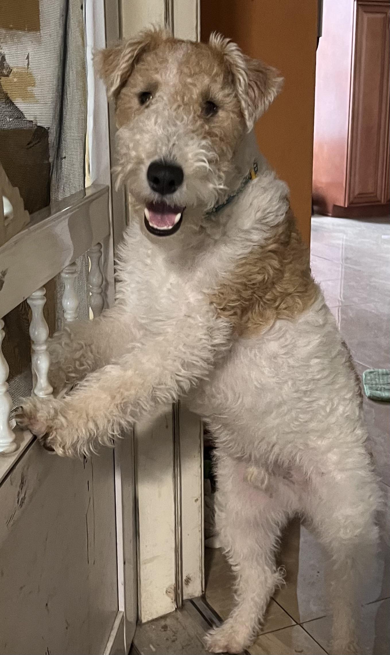 (OC) My pupper greeting my at the door | Scrolller