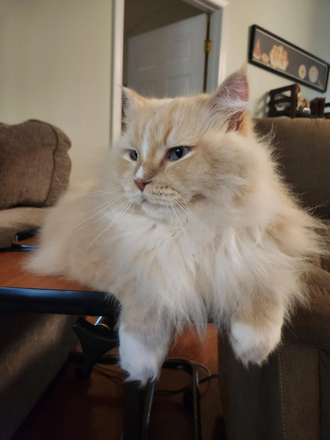 brush me! | Scrolller