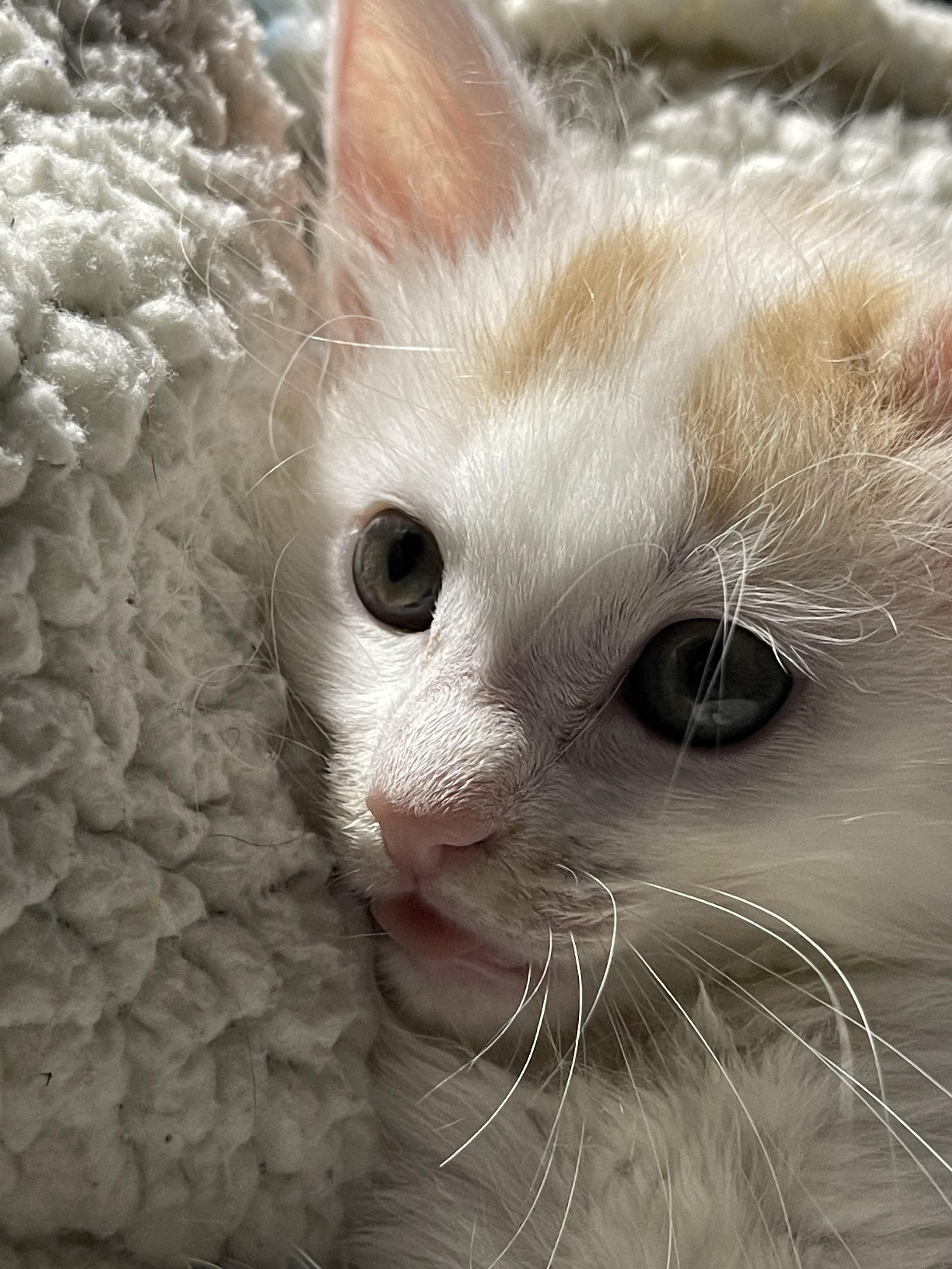 Noodles’ First Blep | Scrolller