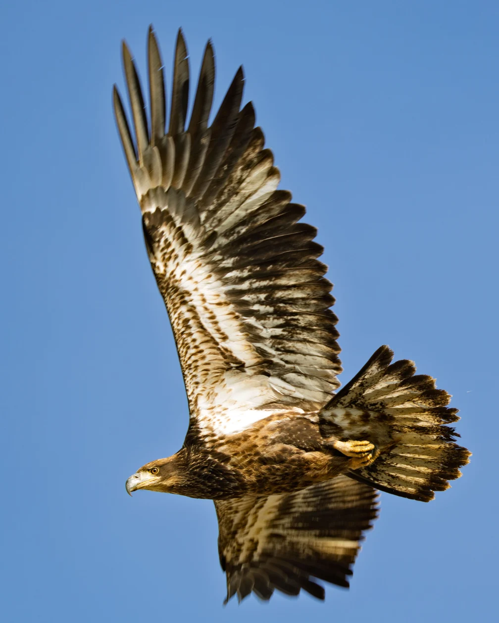 Eagle in flight | Scrolller