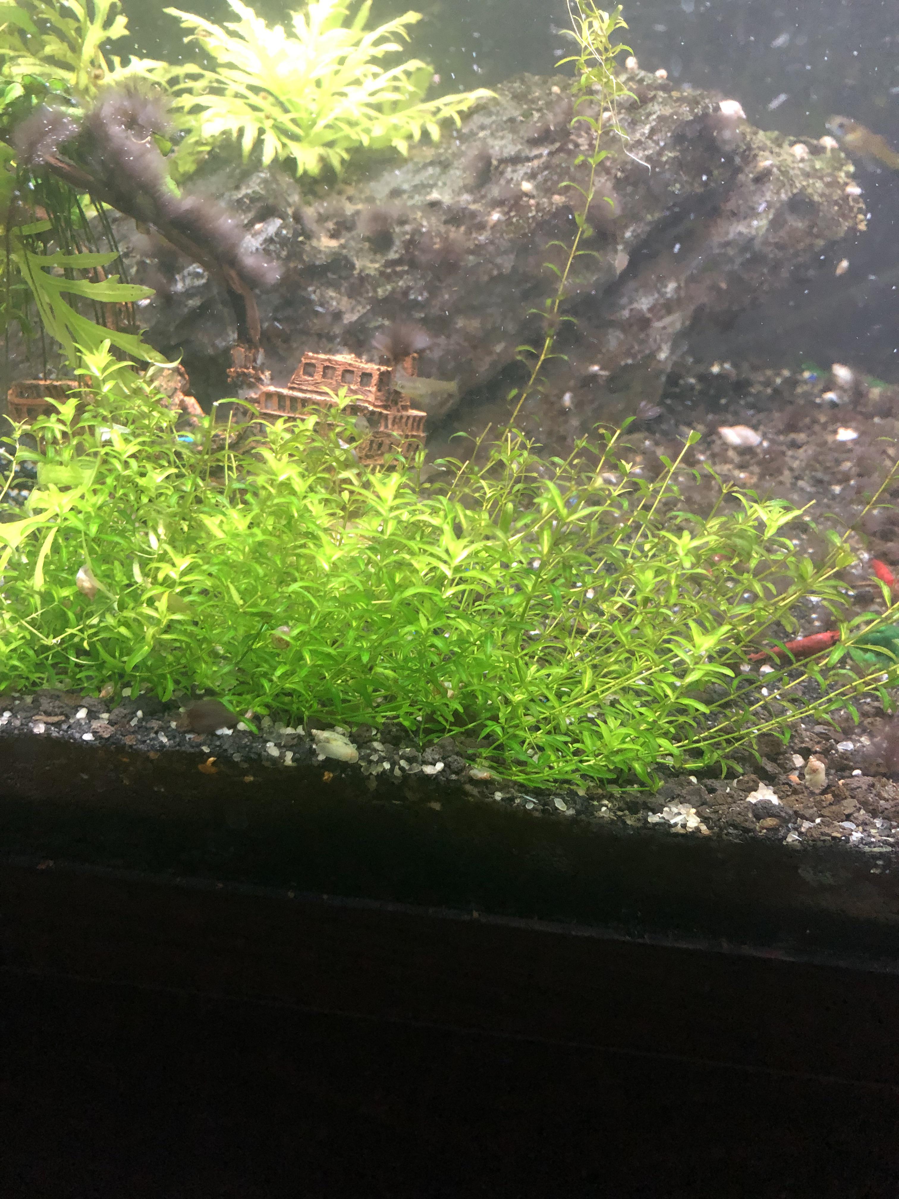 Plant ID? | Scrolller