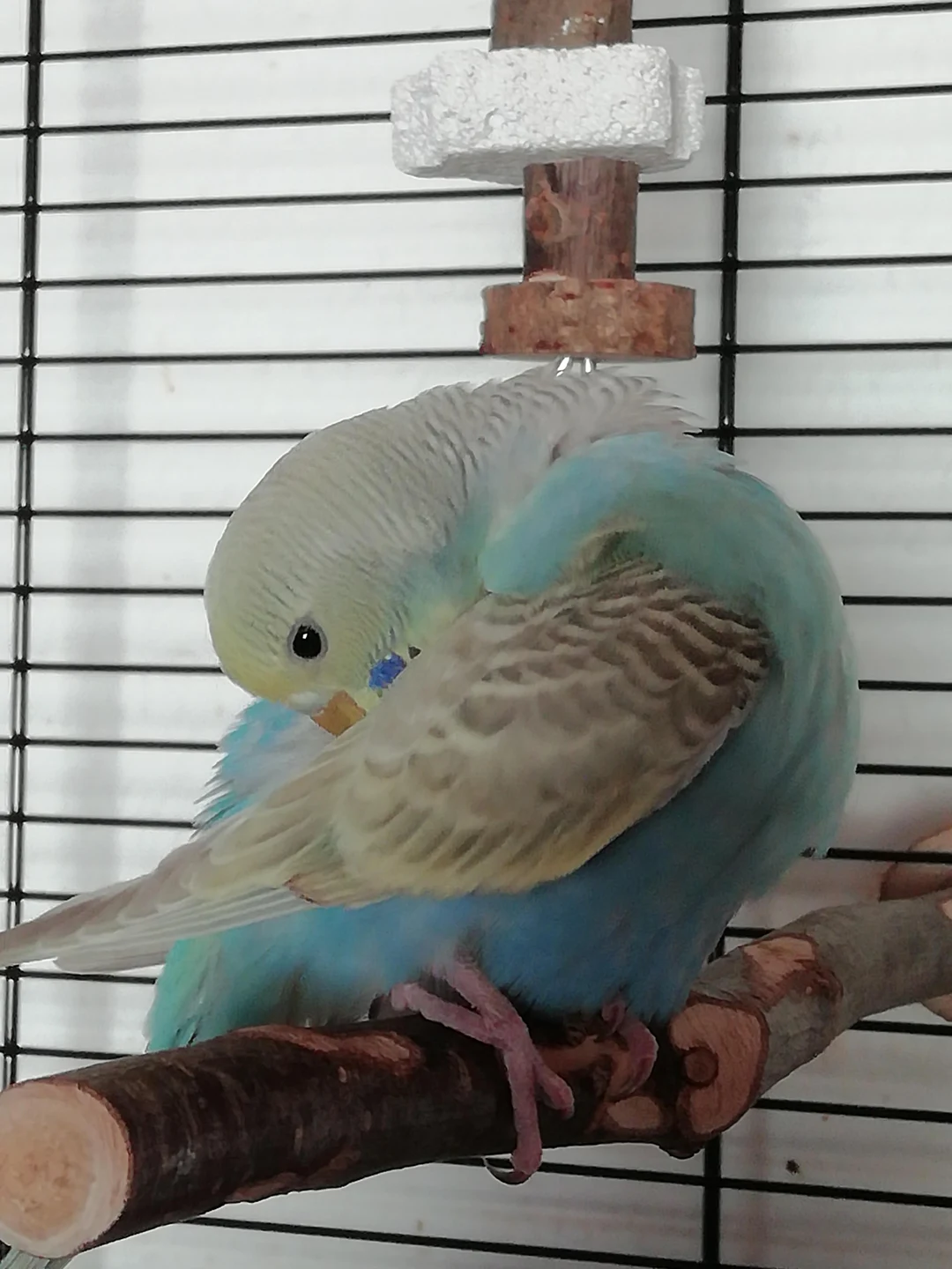 Preening Floof Scrolller