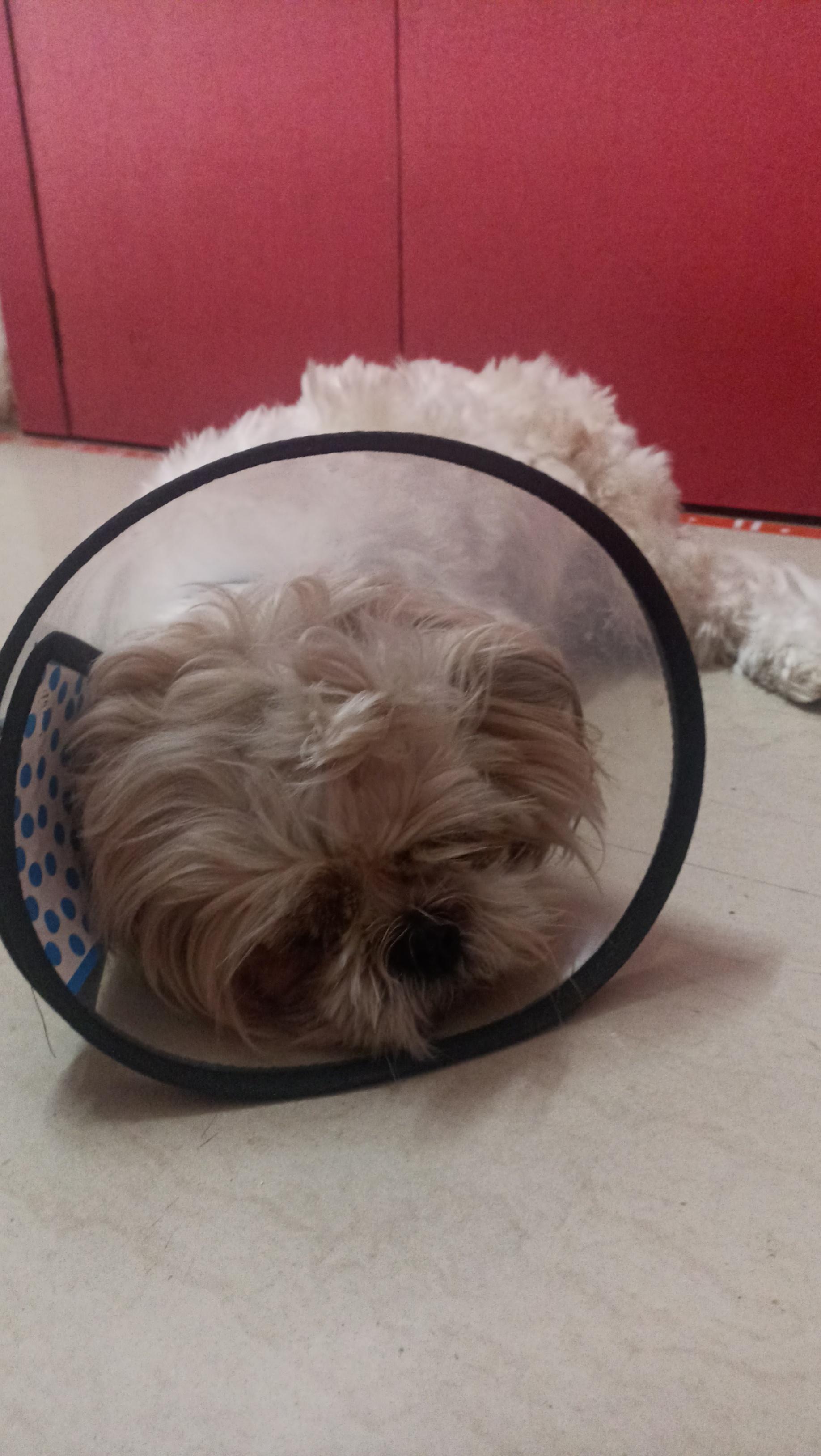 Infection:( | Scrolller