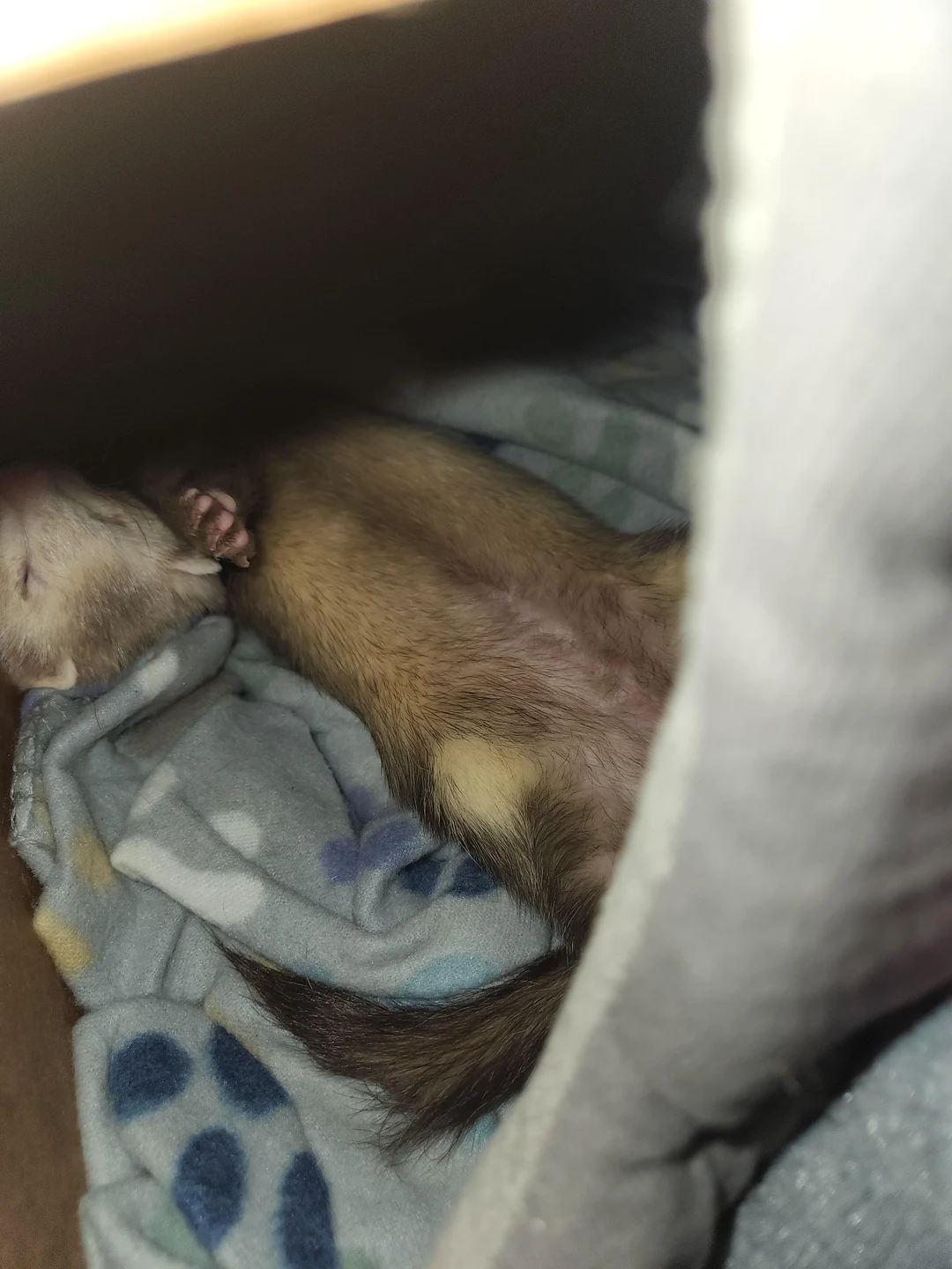 It seems my little Anya lost her head. (Please note that the ferret in this image does, in fact ...