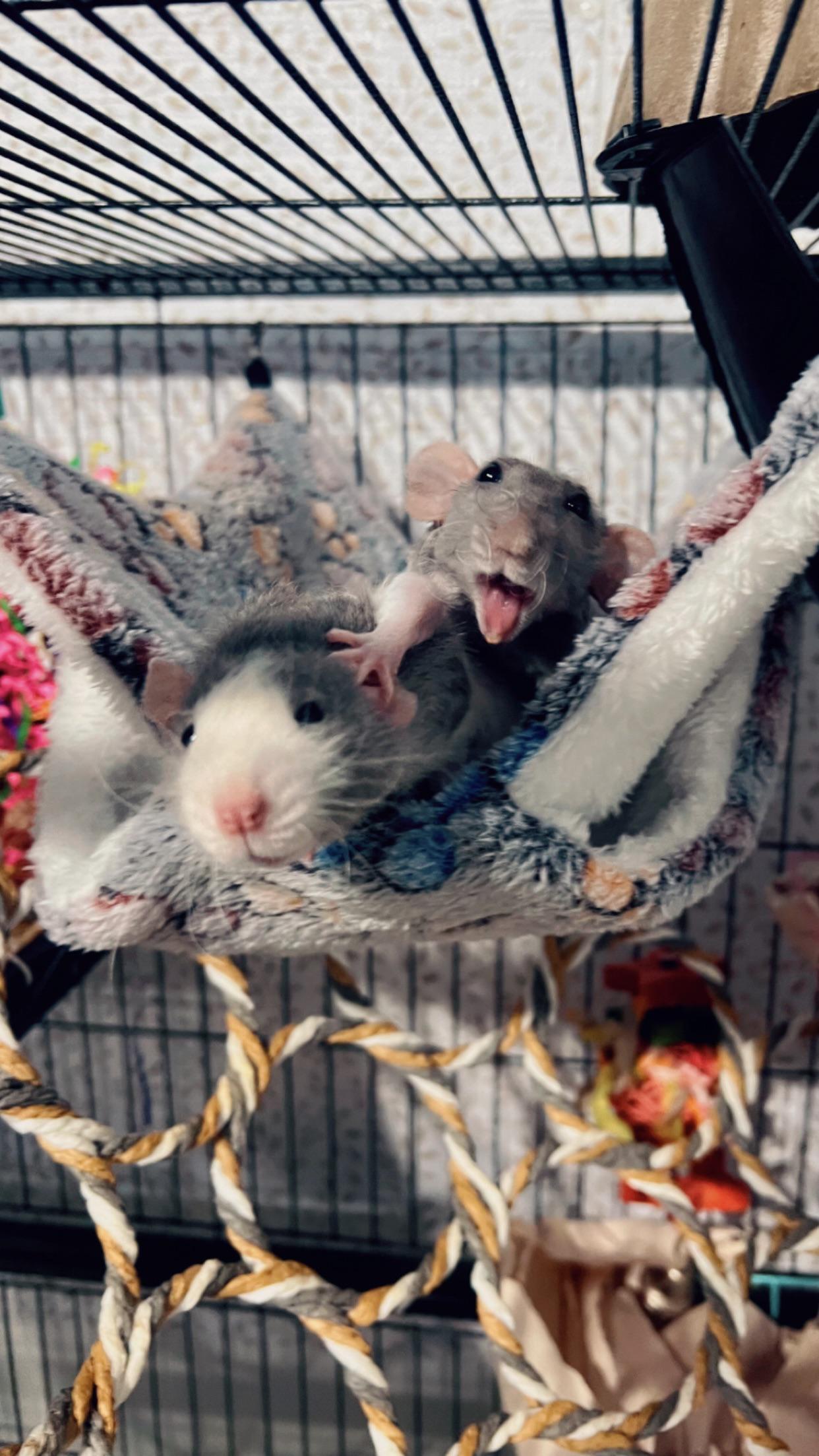 Goofy girl😝 | Scrolller