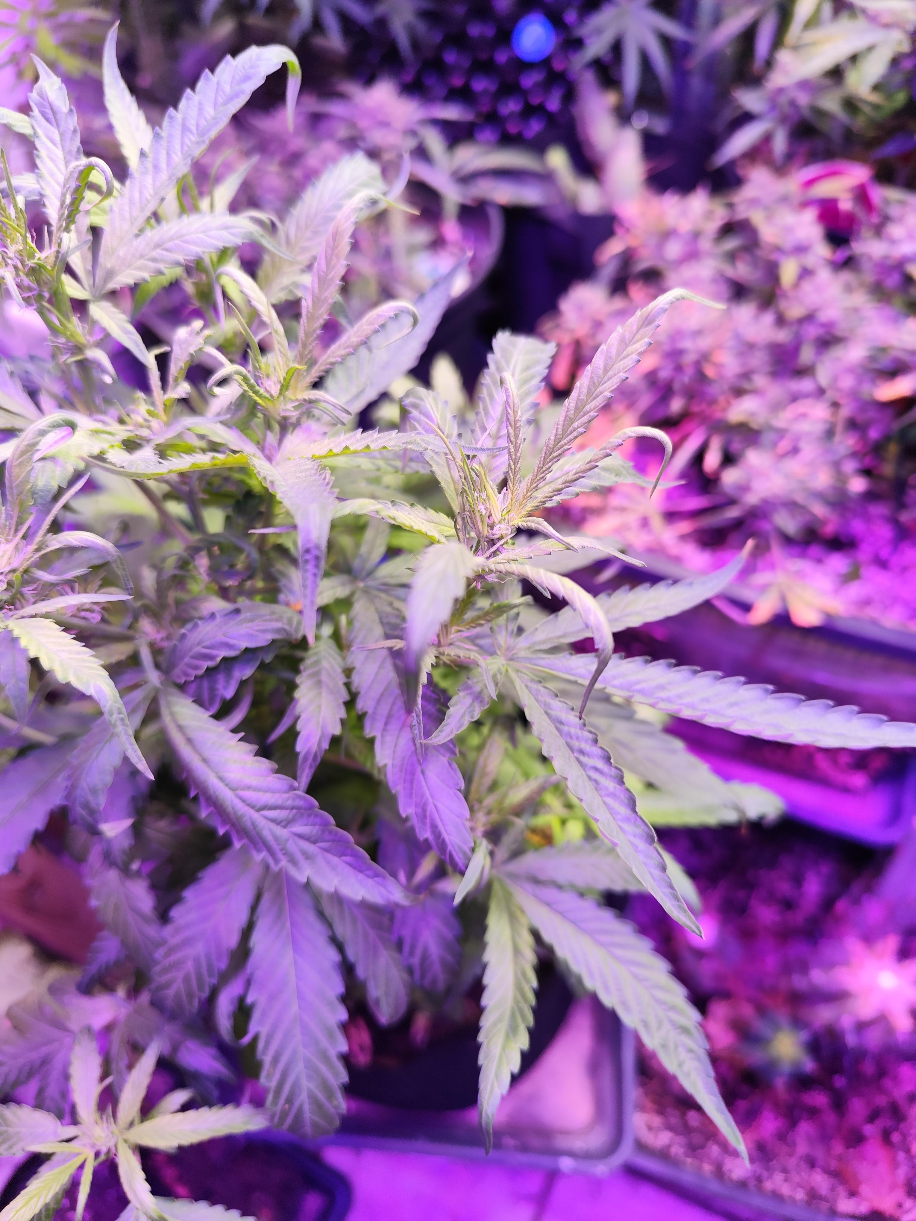 Why that plant look like that. Another's look perfect . Temp 30C grad 45-60% humidity.very well ...