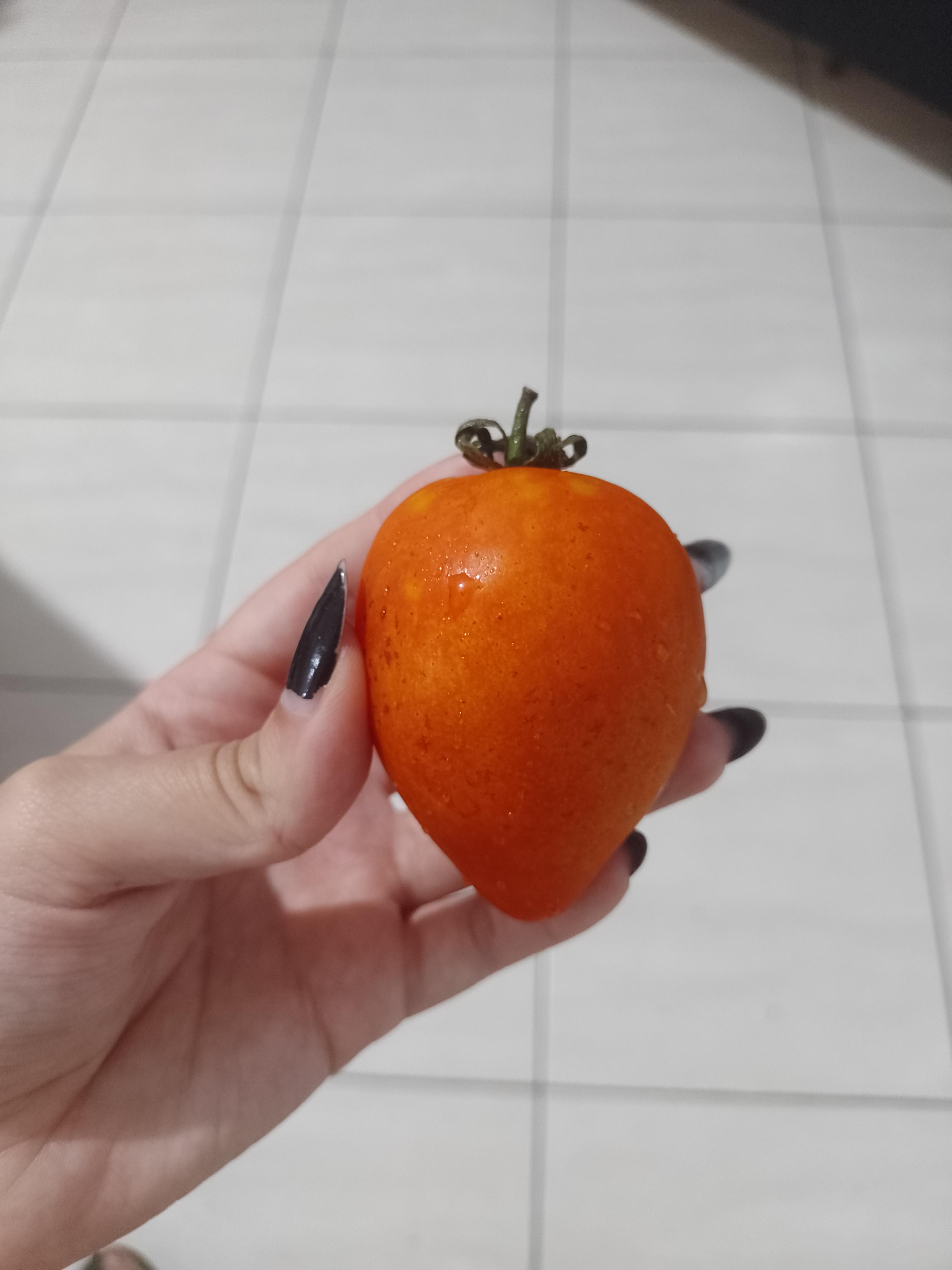Fl studio tomato | Scrolller