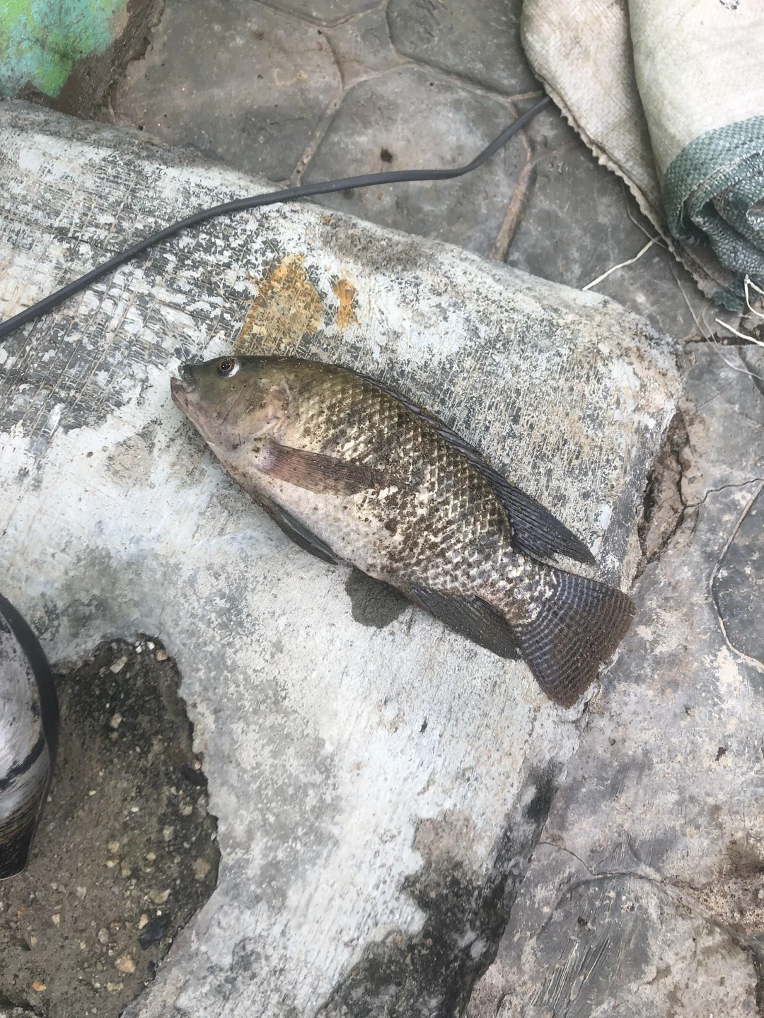 Caught this little fella | Scrolller