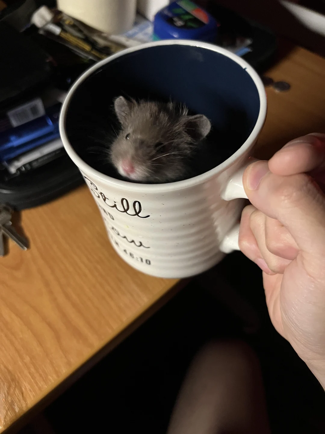 Taming advice? | Scrolller