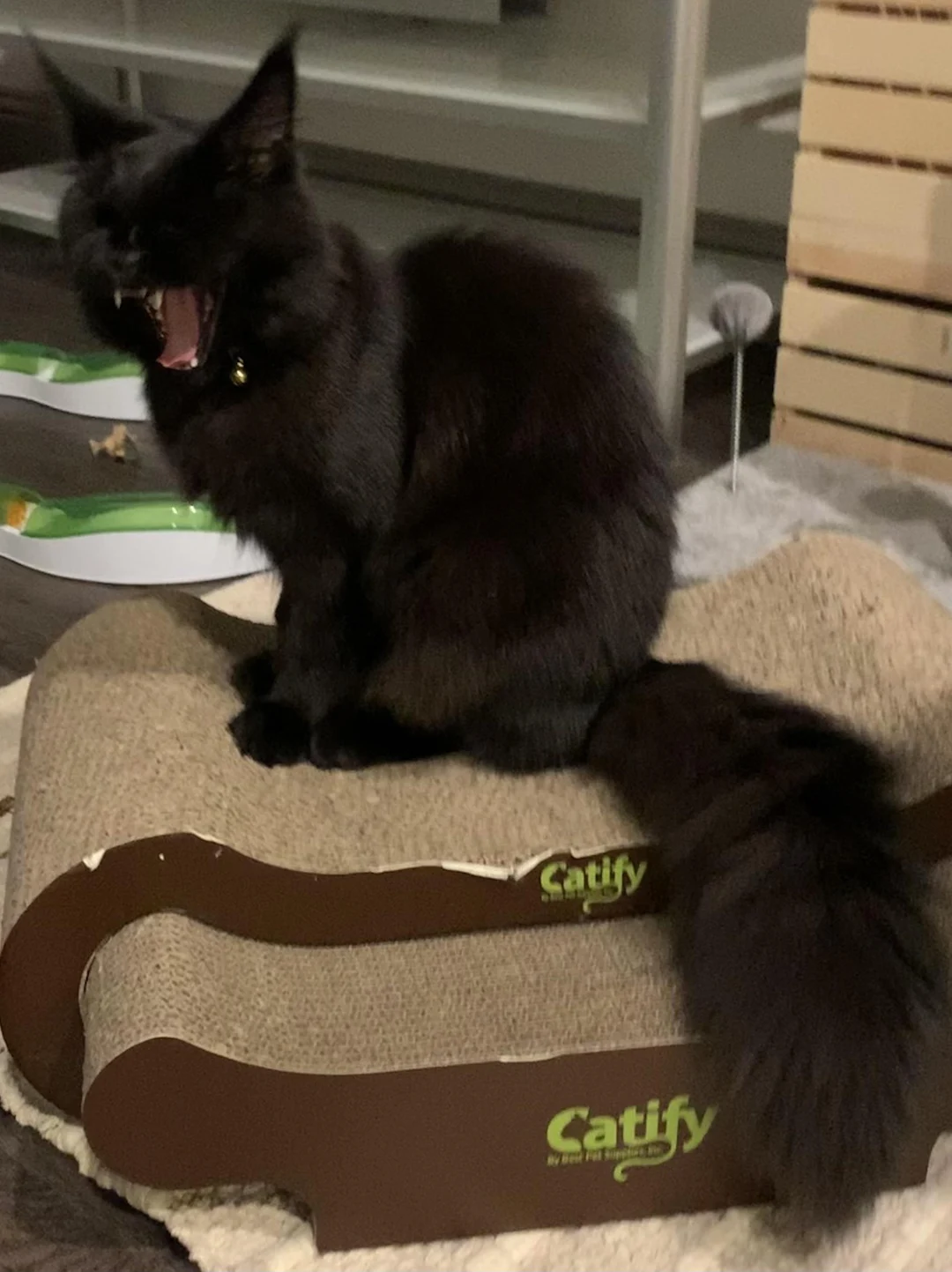 Sunny doing the obligatory yawning cat picture. | Scrolller
