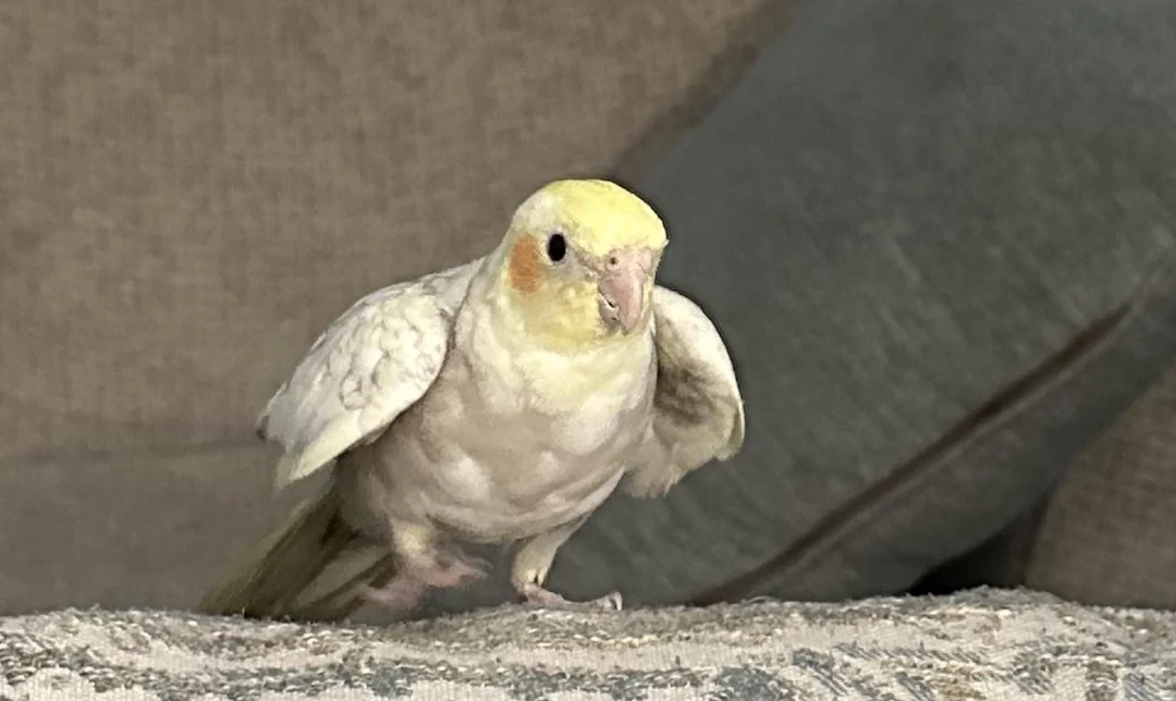 Are these heart wings? | Scrolller