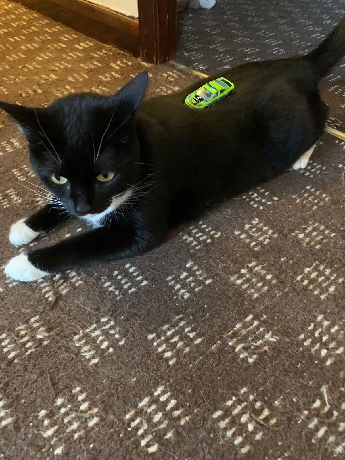 Fast and furious | Scrolller