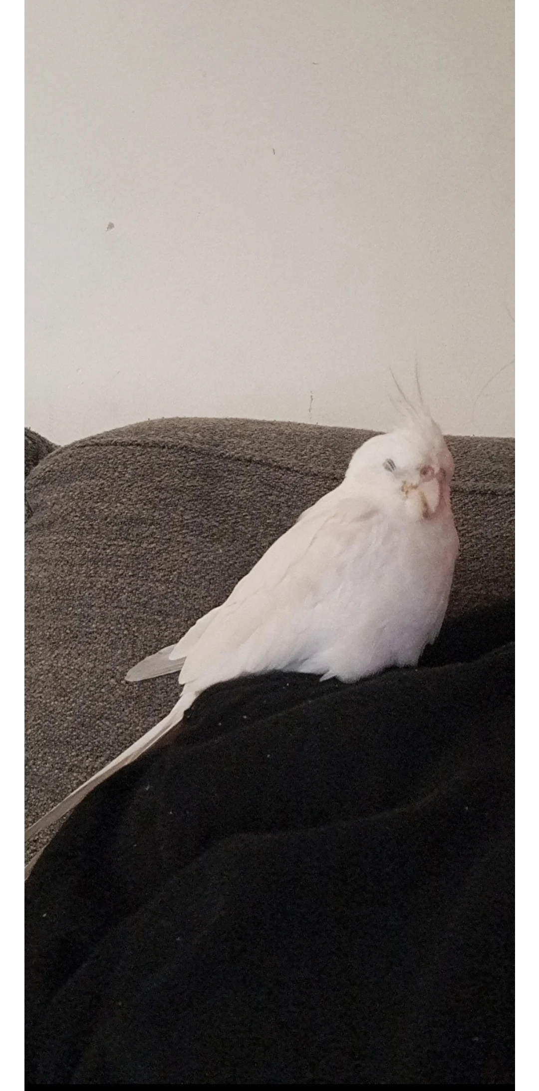 This is your sign to share pics of your sleeping birb | Scrolller
