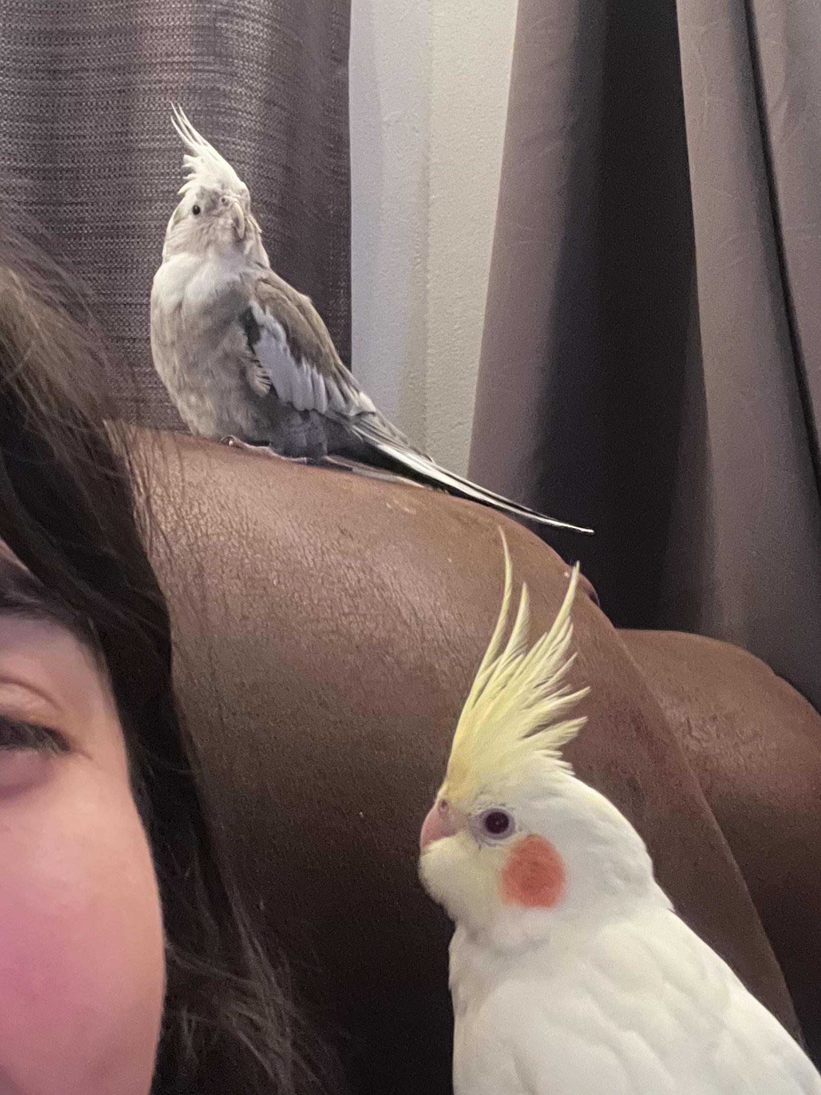 Discover more like Cockatiel: My chickens and Related Content | Scrolller