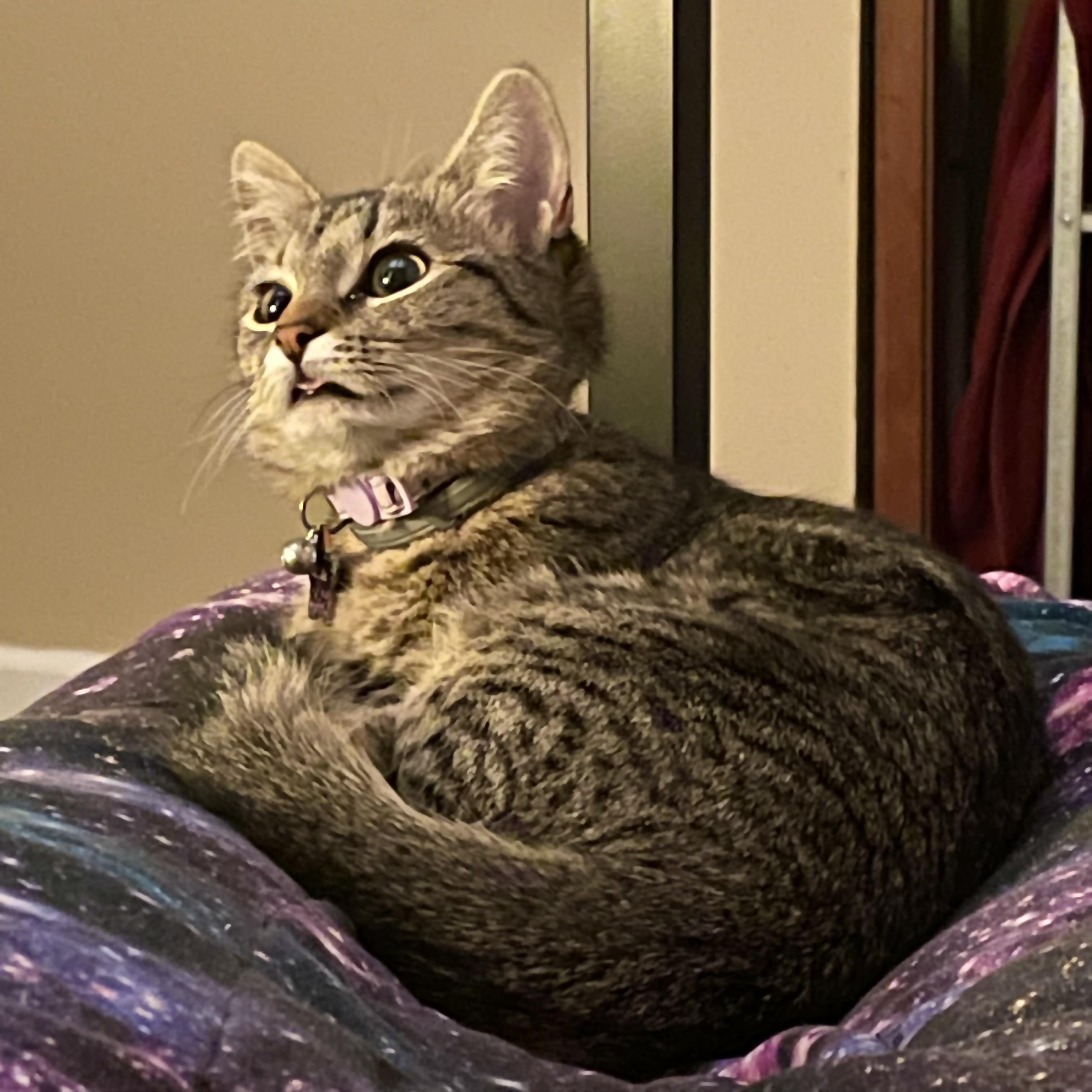 I've only ever seen Calli do mini-bleps like this | Scrolller