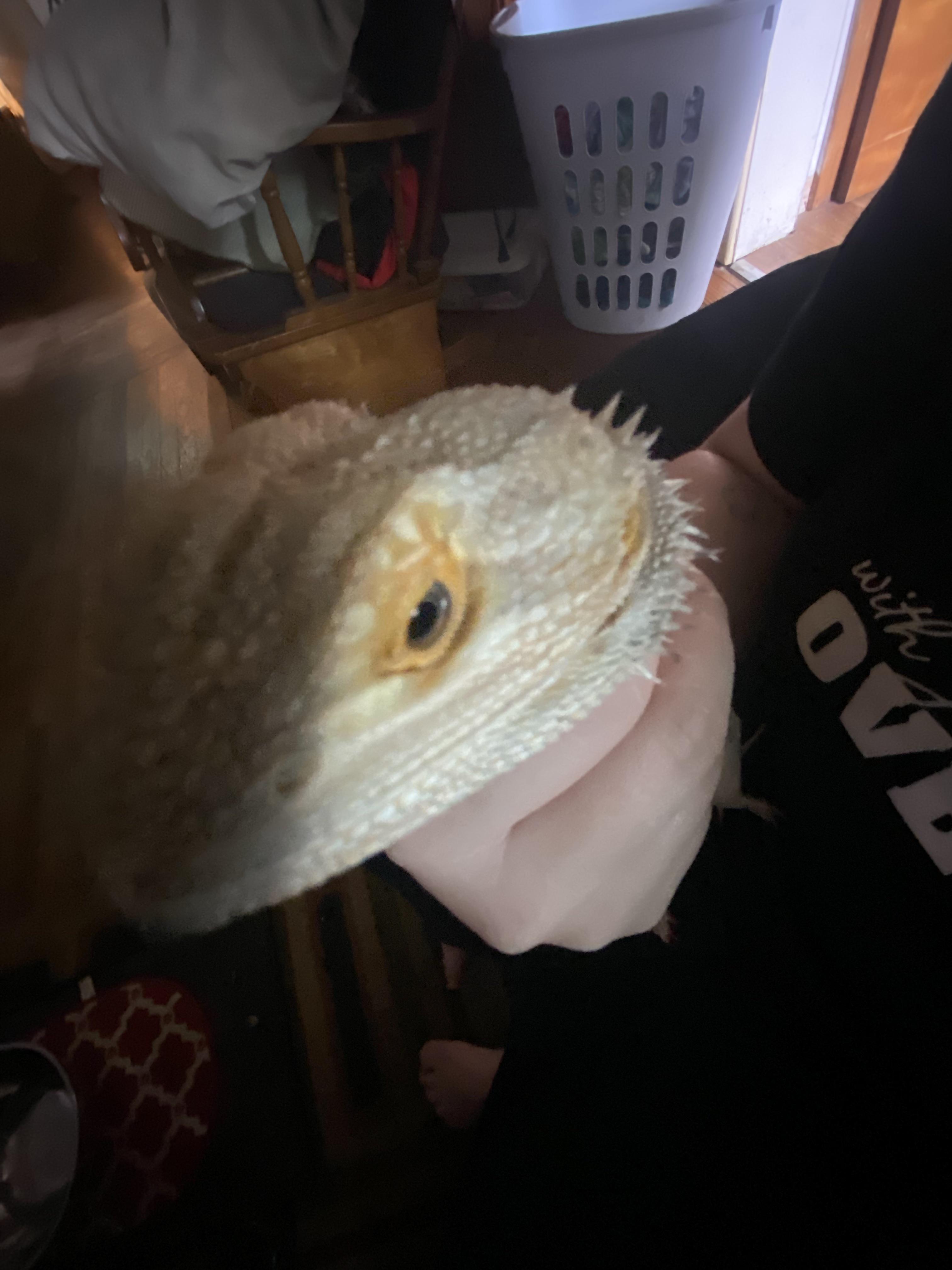 Dumb question, but is the normal behavior? | Scrolller