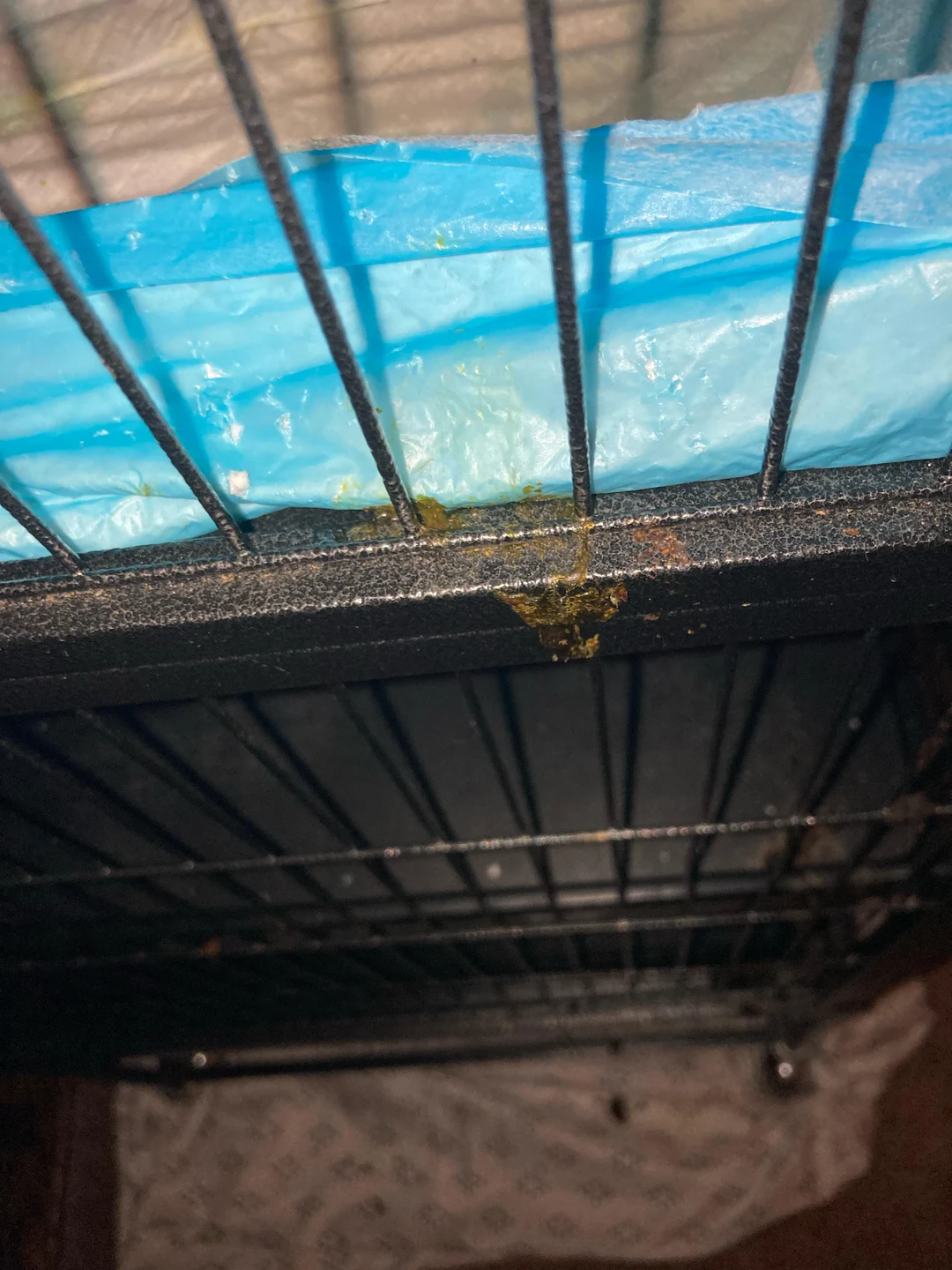 My ferret poops through his cages sides | Scrolller