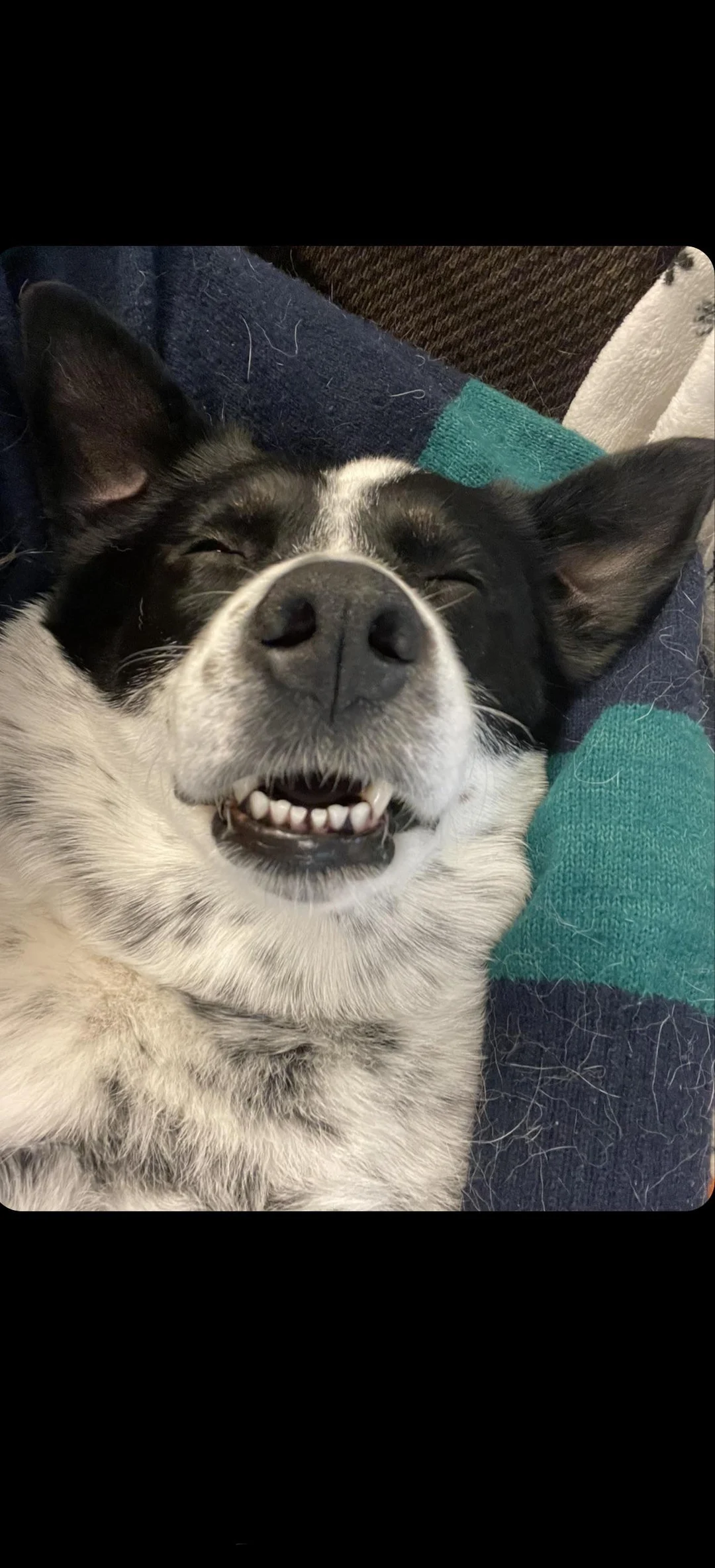 She was just making this face while sleeping | Scrolller