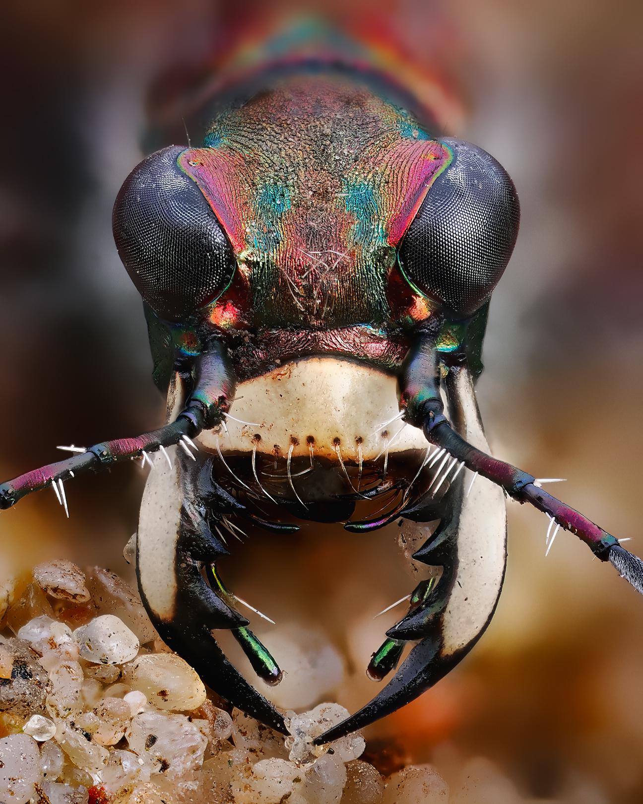 Tiger beetle | Scrolller