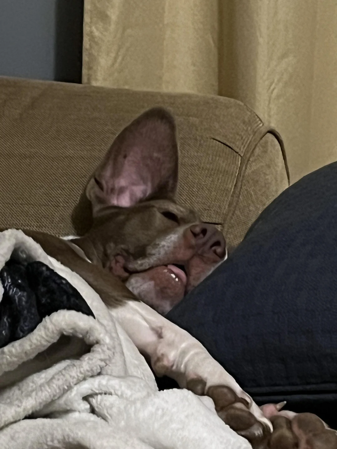 Sleepy Derp | Scrolller