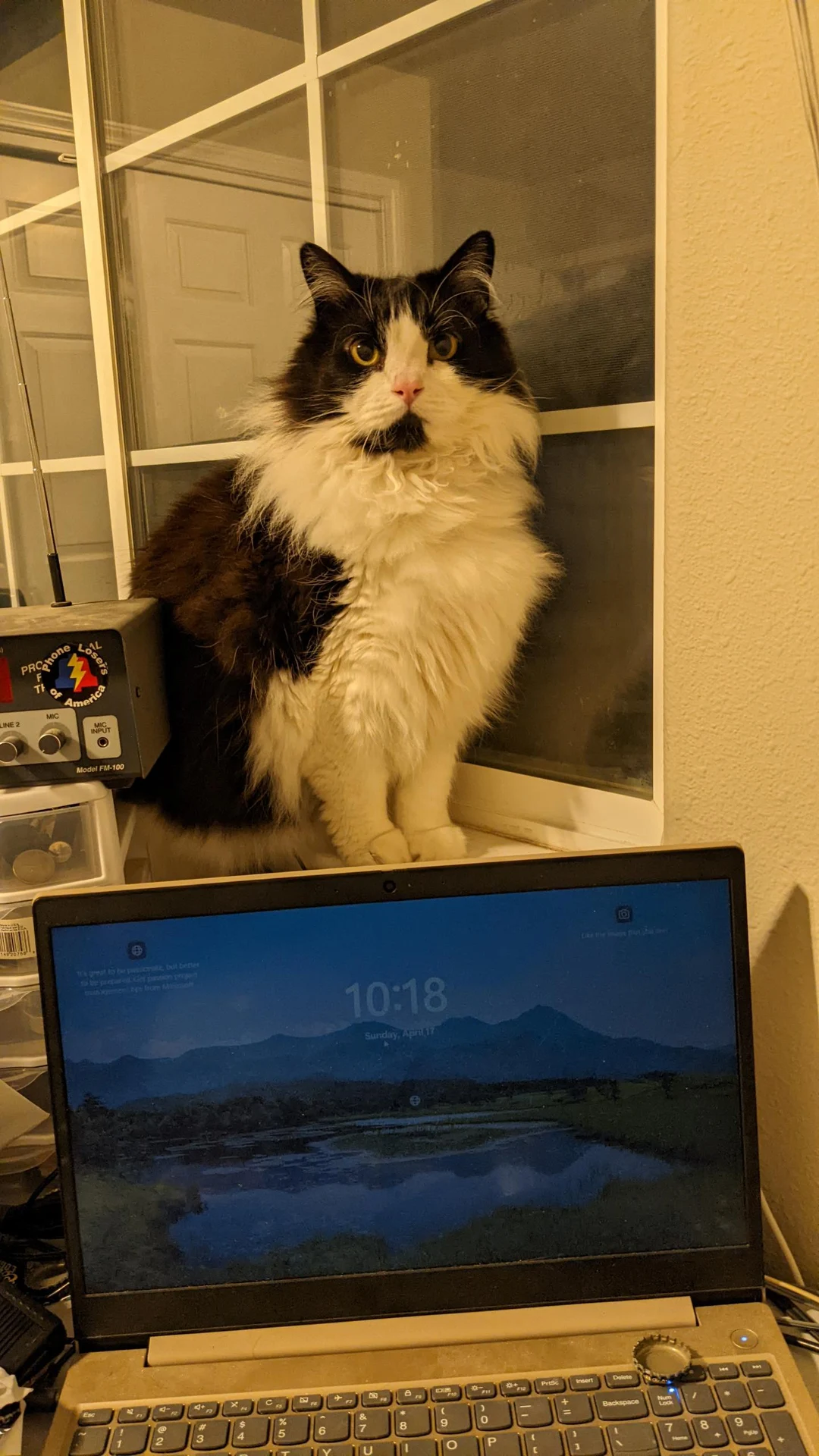 last night my floofy bubba decided to hop onto the window stool! | Scrolller