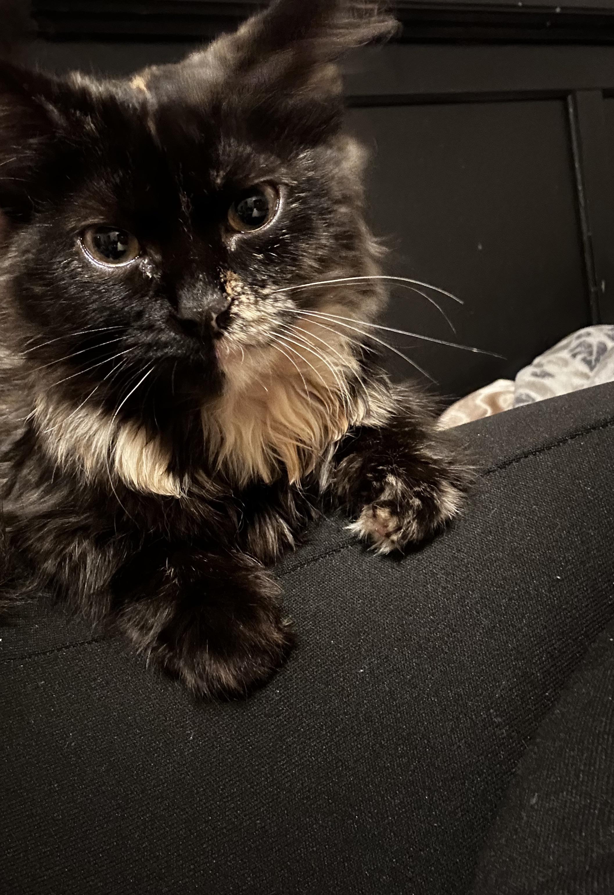 Meet Coco Bliss | Scrolller