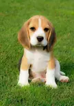 This Cute Beagle Hound Pup 🐶 | Scrolller