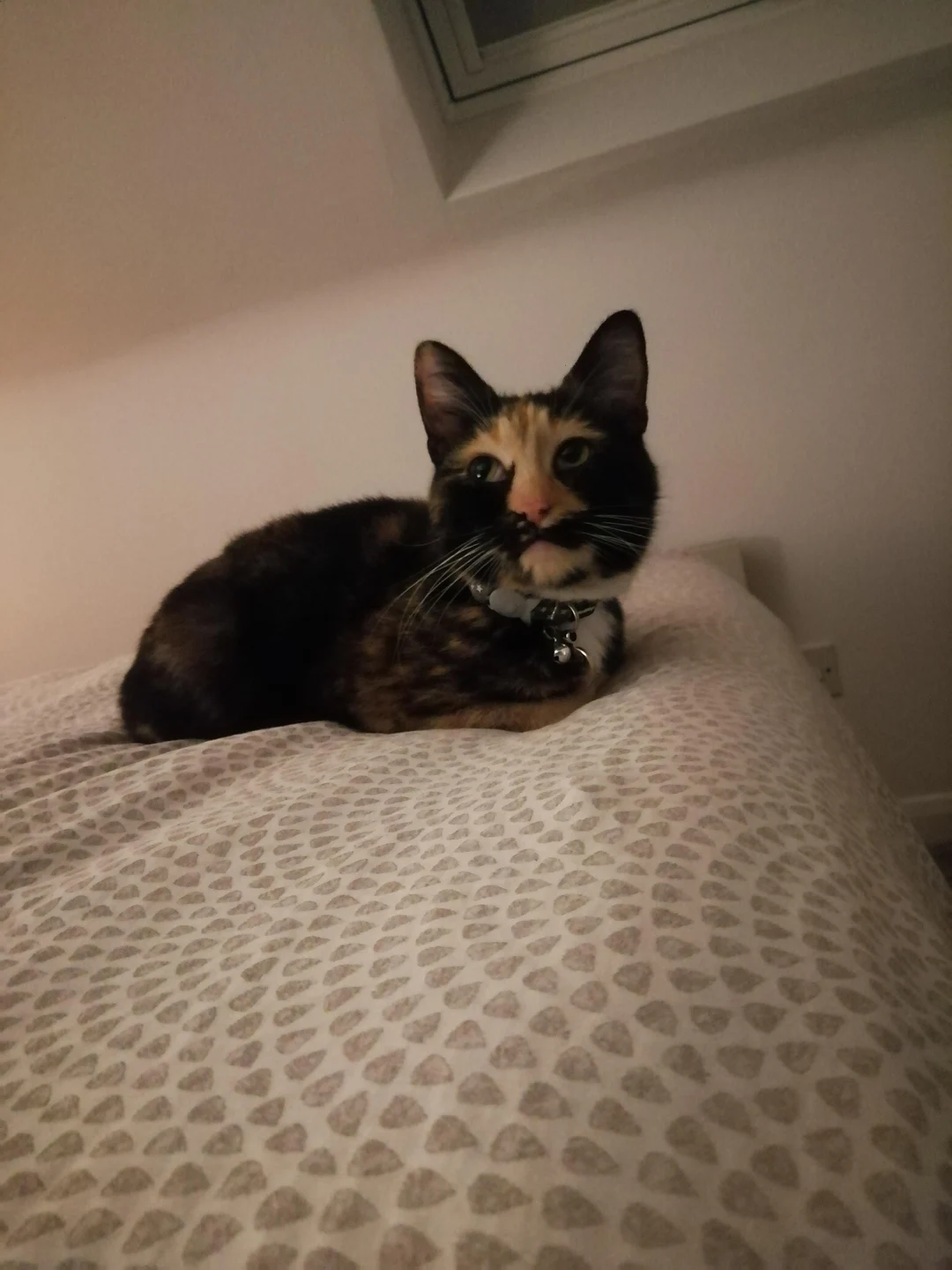 Tiger loaf? | Scrolller