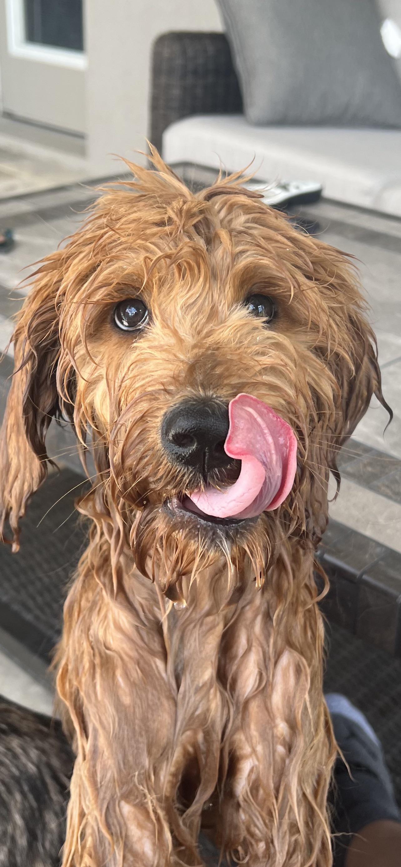 Meet Bella! | Scrolller