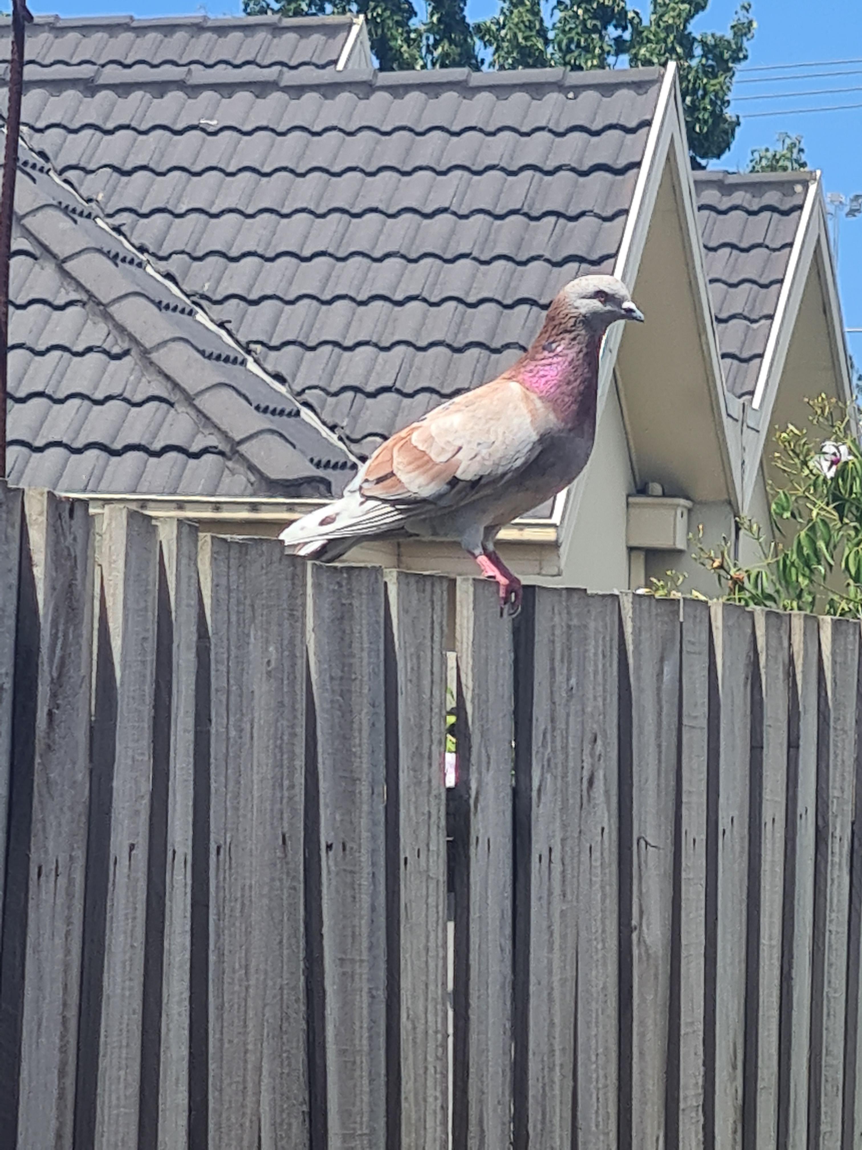 White alpha pigeon! | Scrolller